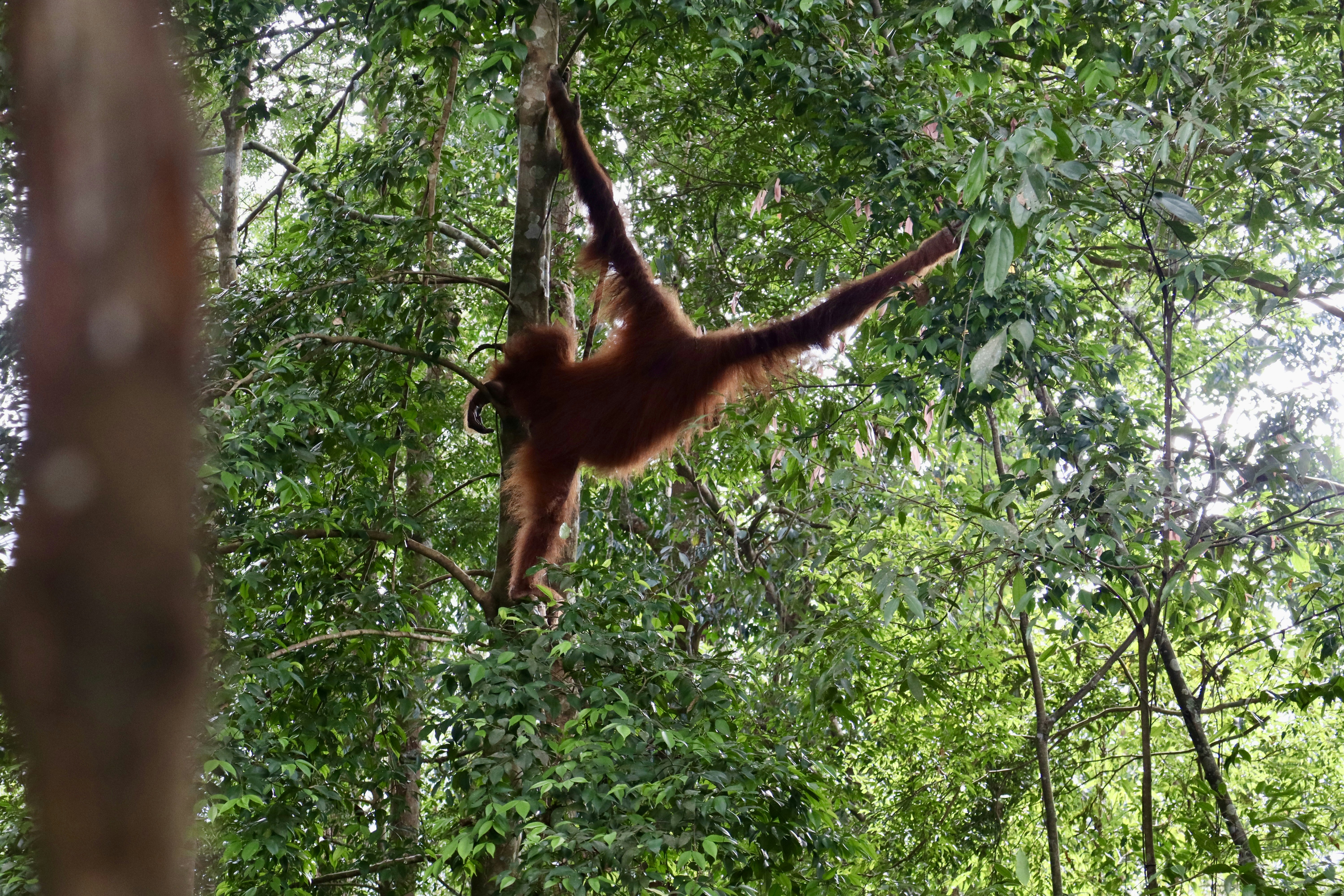 Suspended in Green: A Sloth Drifts Through the Canopy