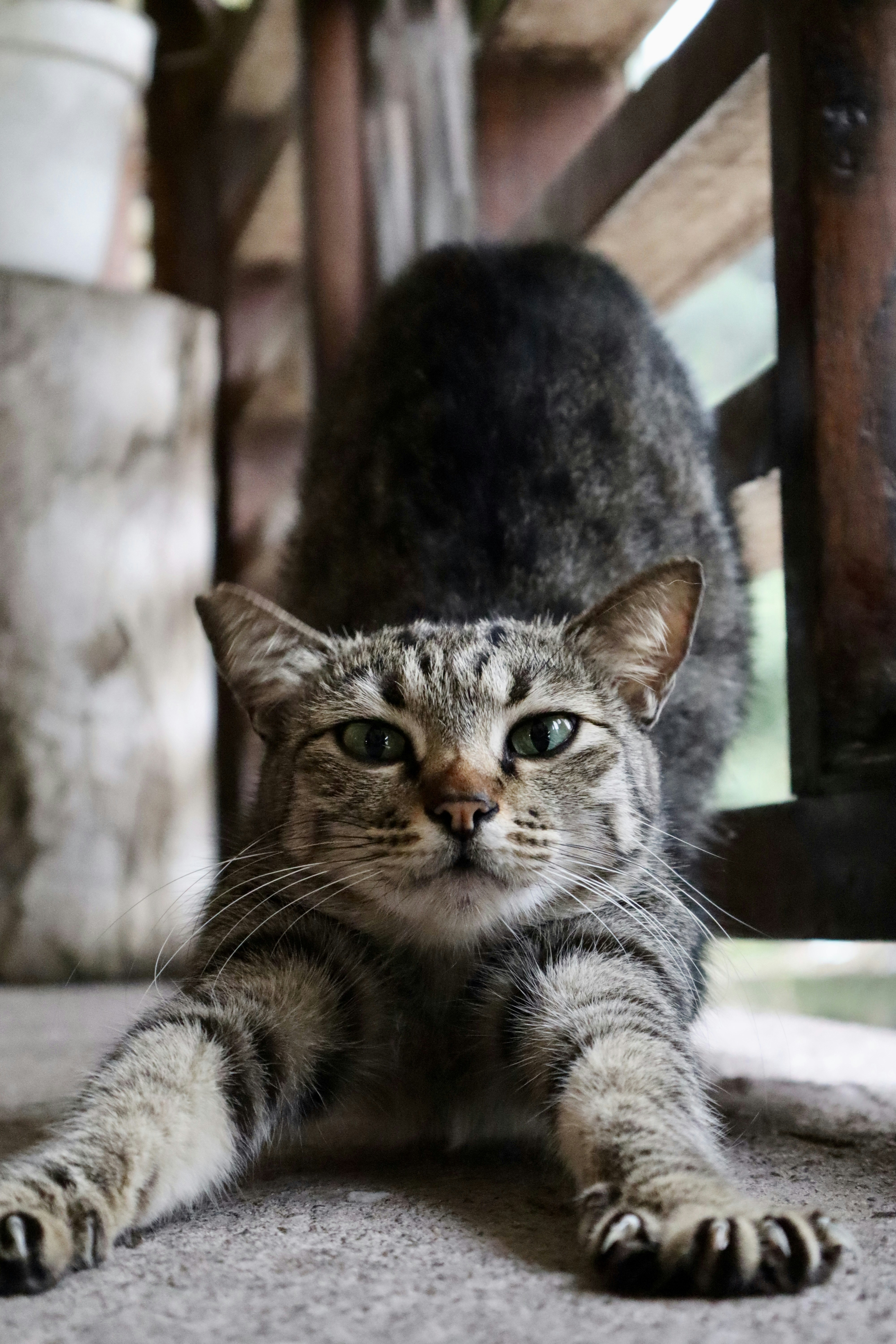 Stretching Cat Under Wooden Beams
