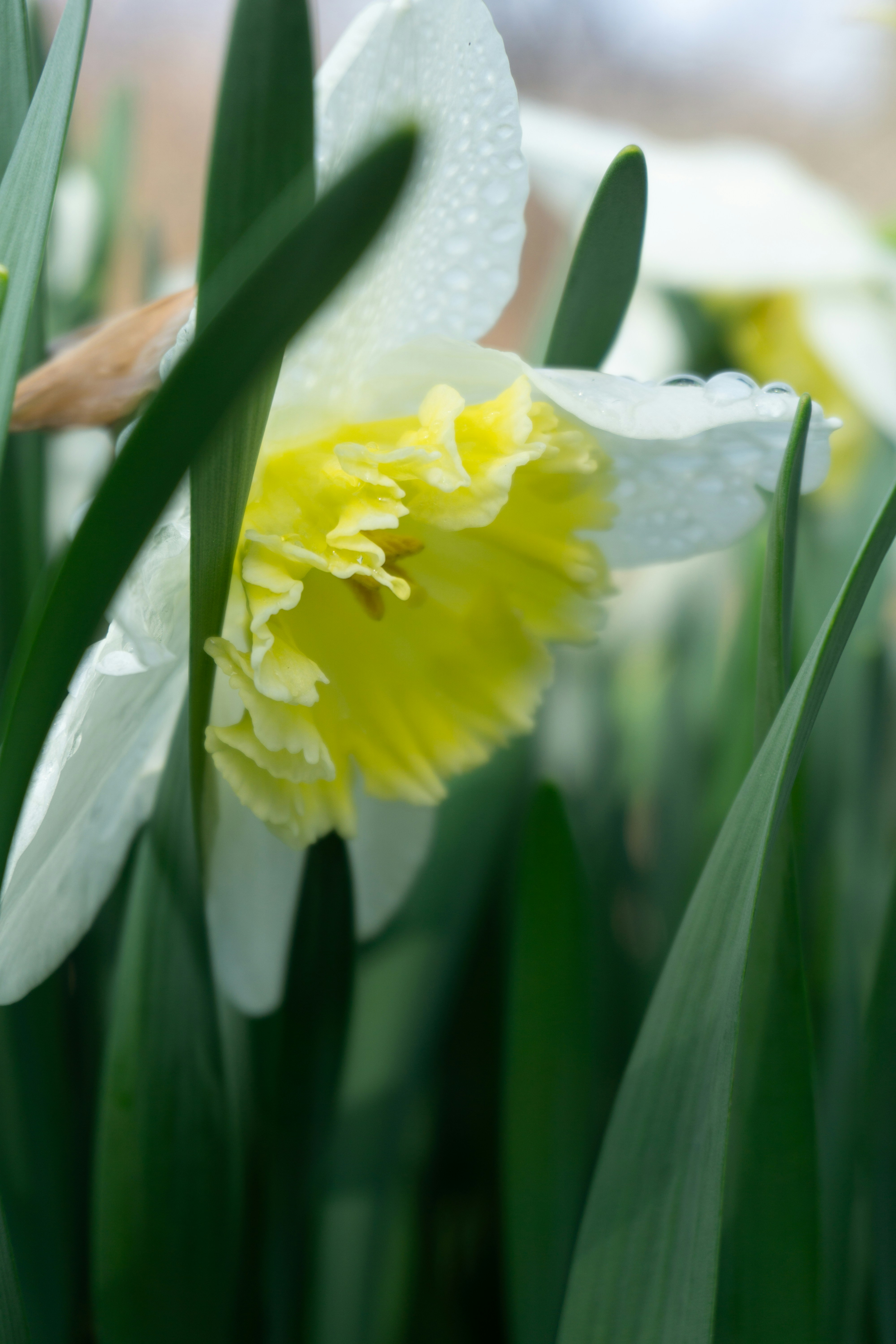 Close-up of a pale daffodil in dewy morning light