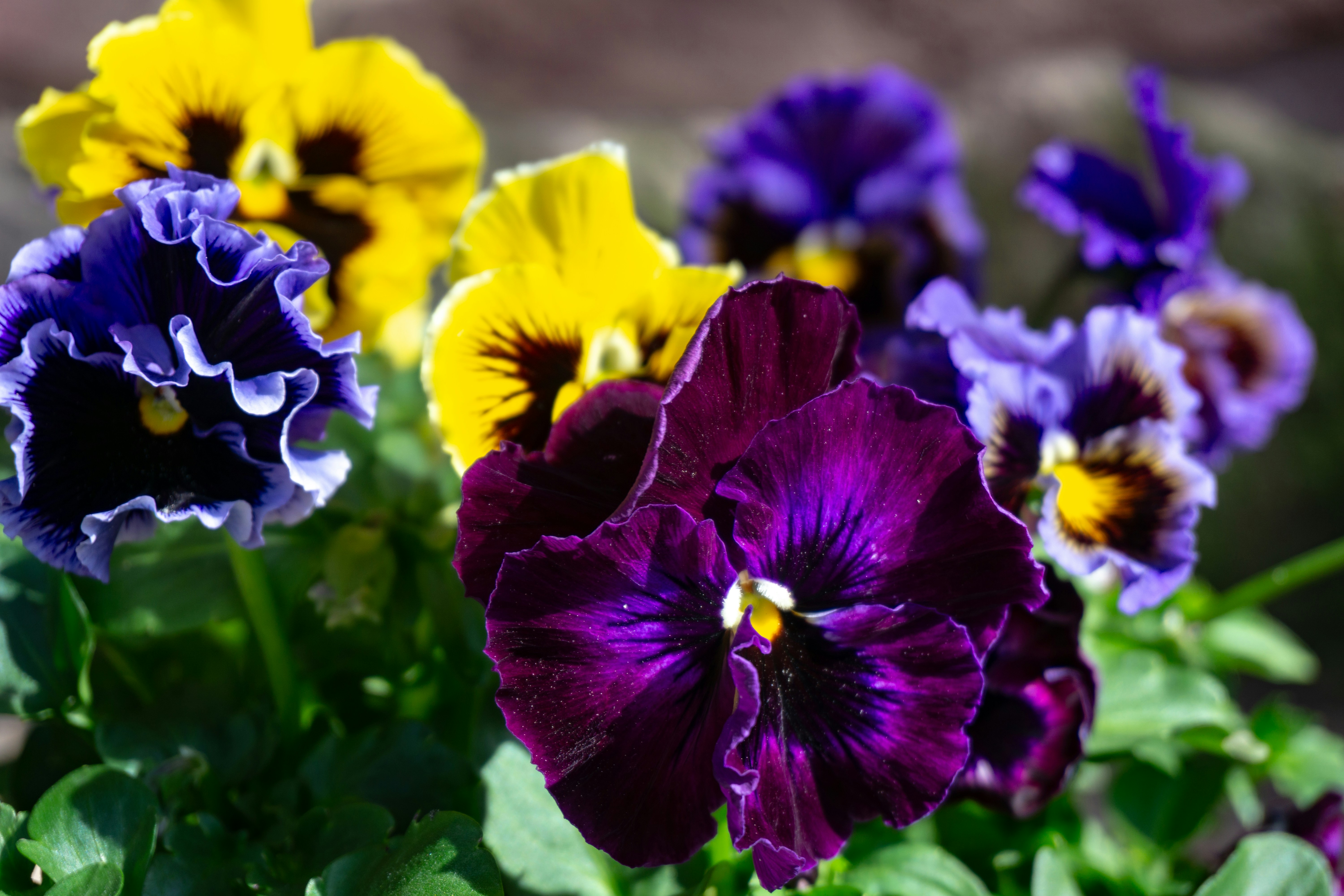 Vivid Petal Collage: A Burst of Pansies in Bright Bloom