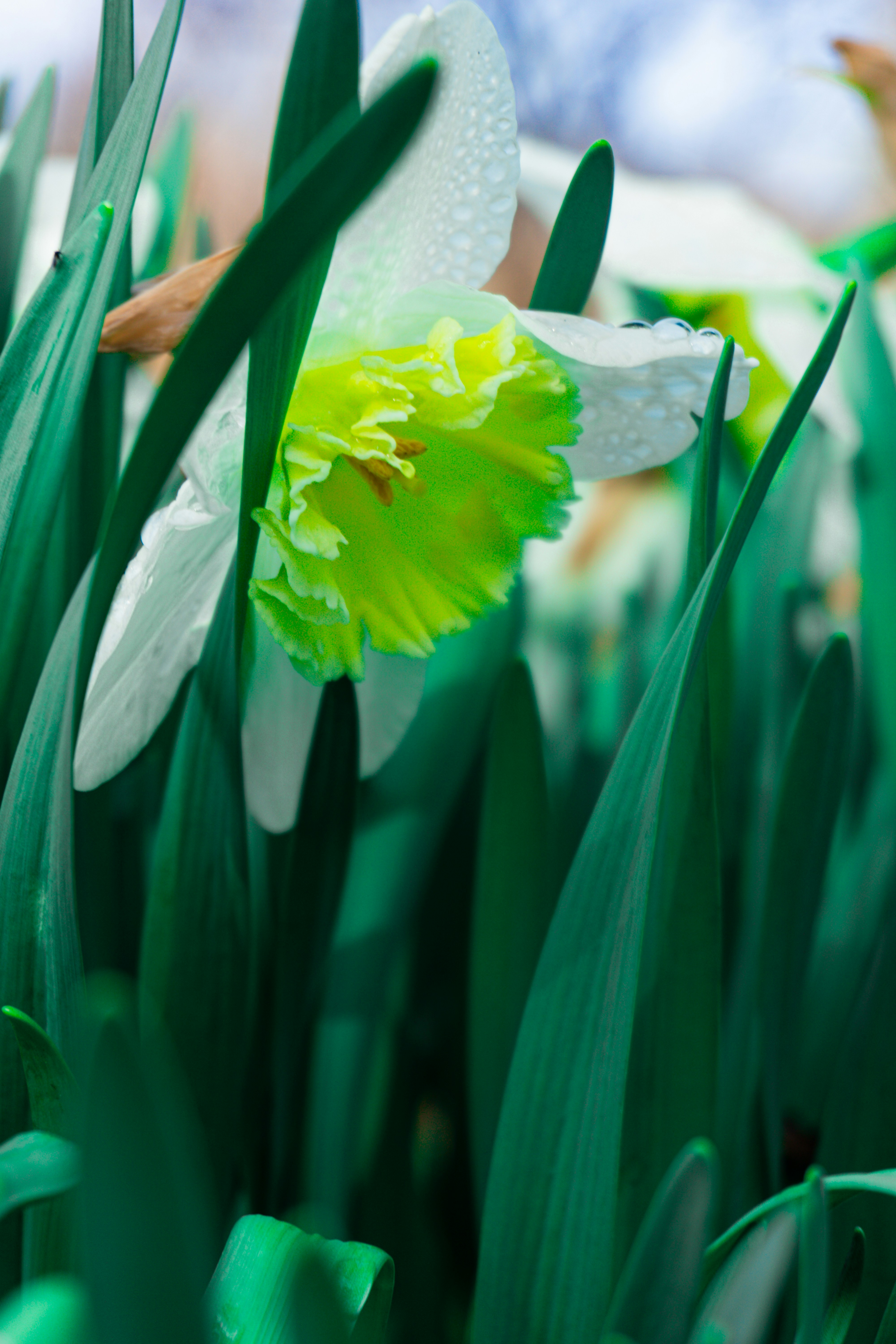 White daffodil among green blades: a close-up bloom in soft-focus garden