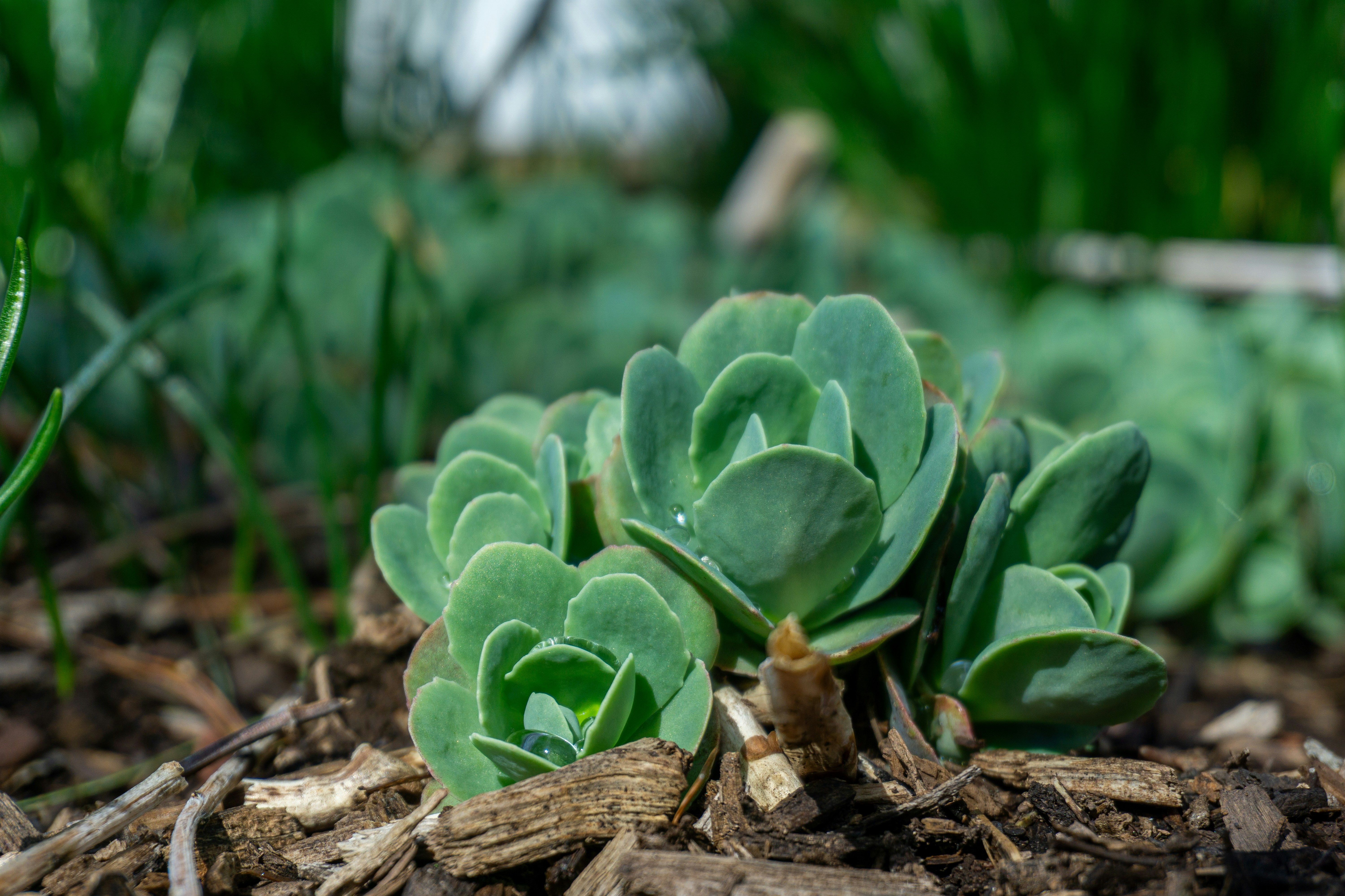 Succulent Circle of Green: Grounded in Moss and Bark