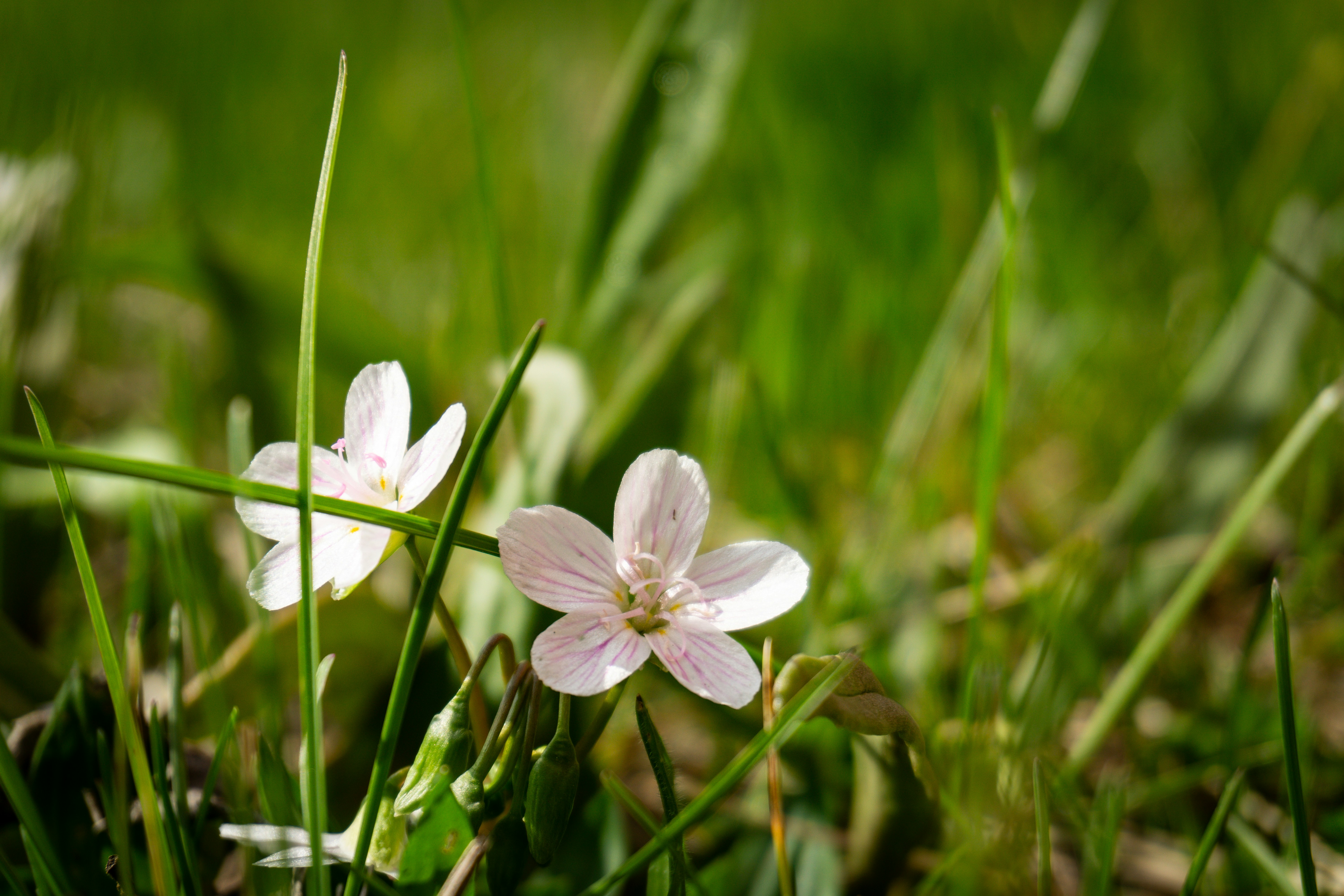 Petals in a Green Meadow: Soft Pink Blooms on trial grass