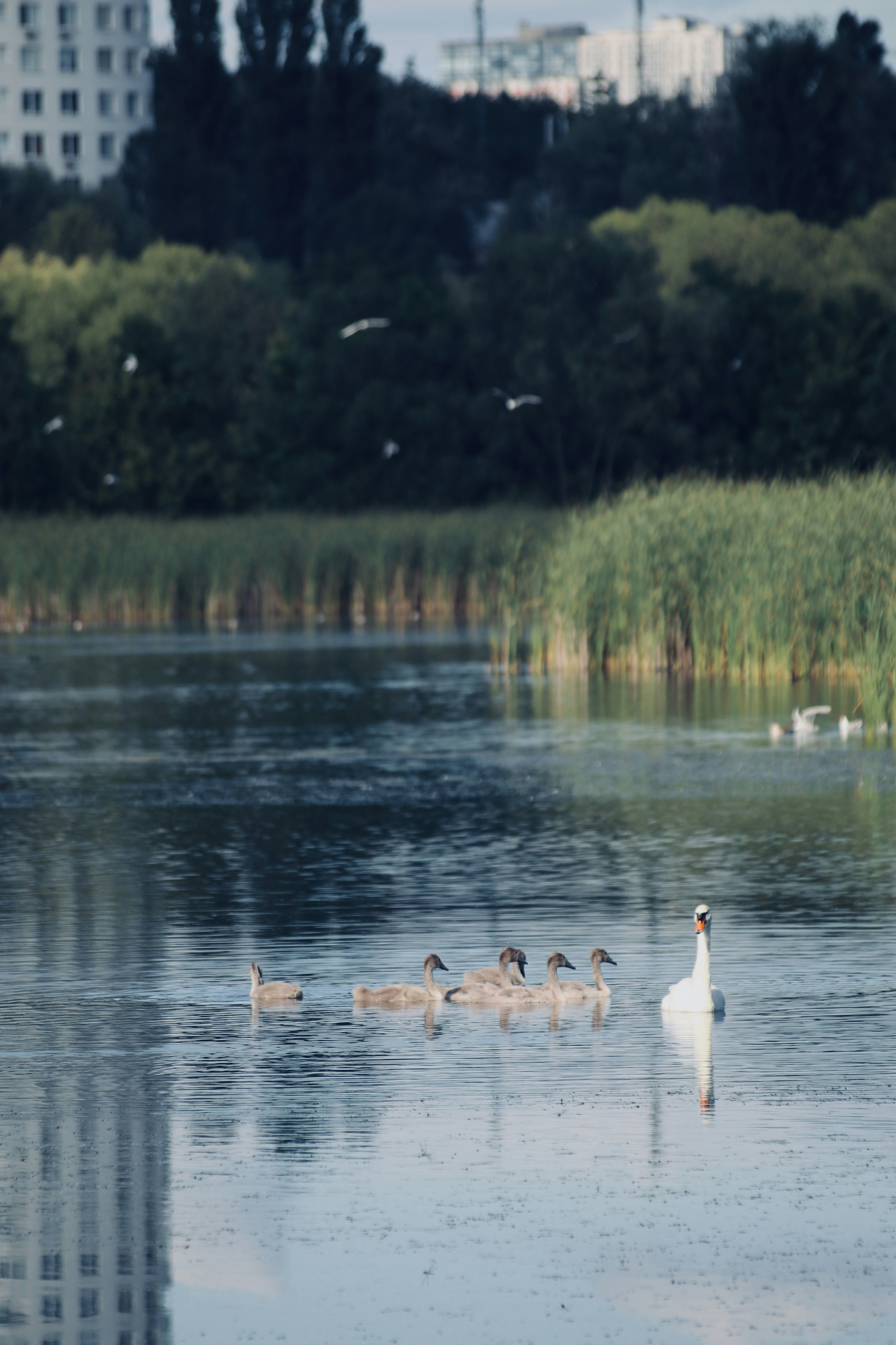 A lone swan leads the flotilla across a tranquil lake