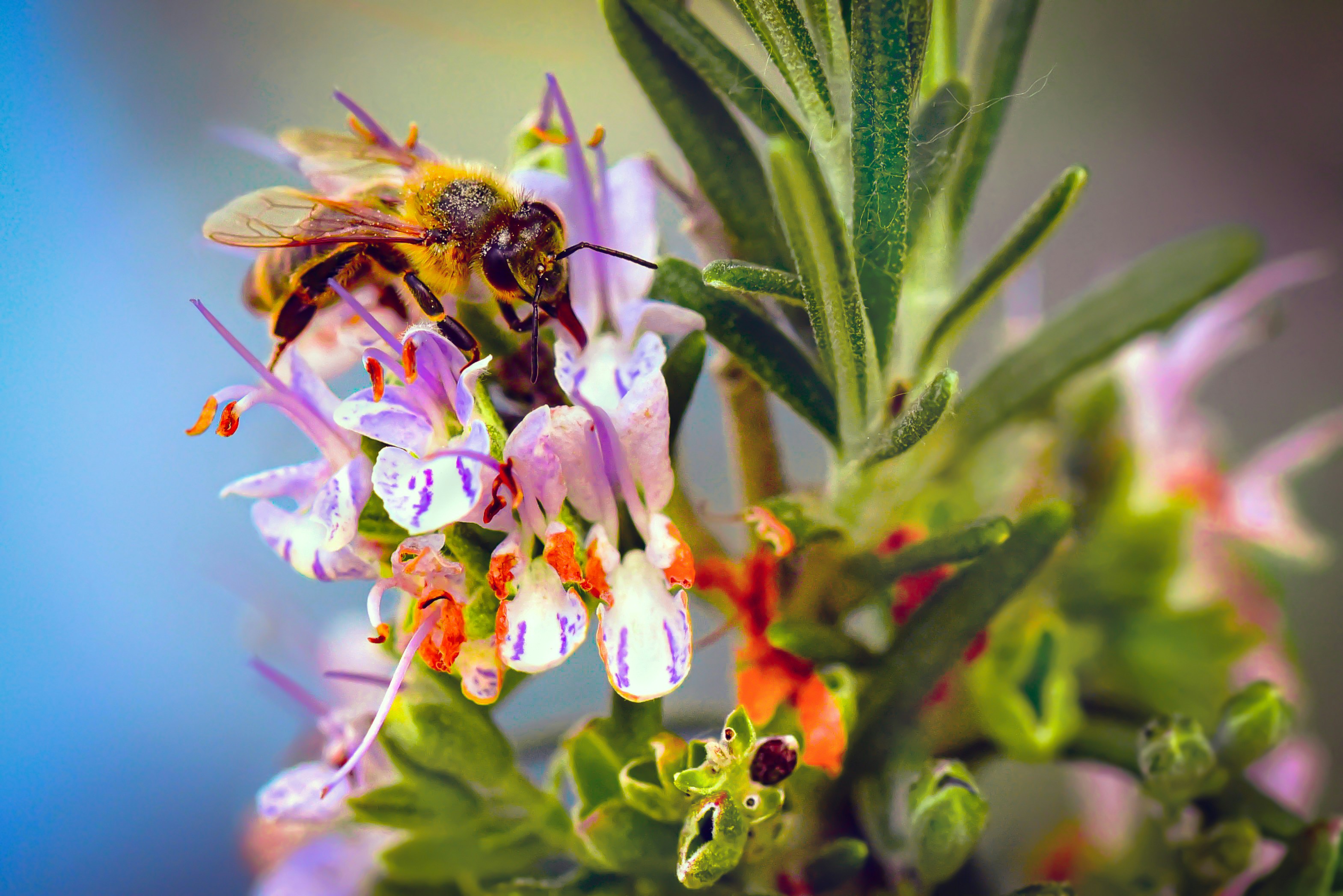 Bee in Focus: Hex of Nectar on Lavender Bloom