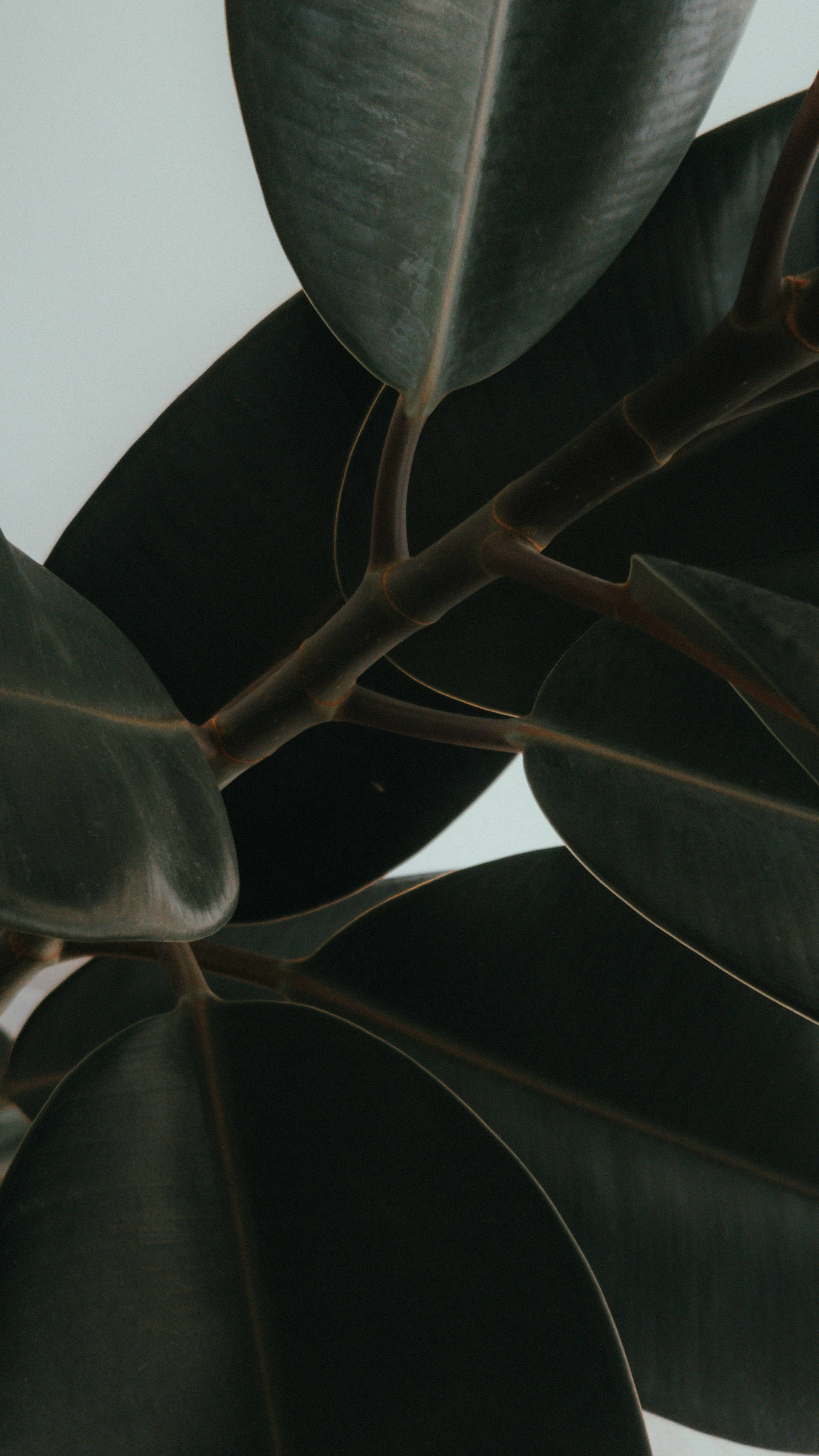 Dark green rubber plant leaves against a light background.