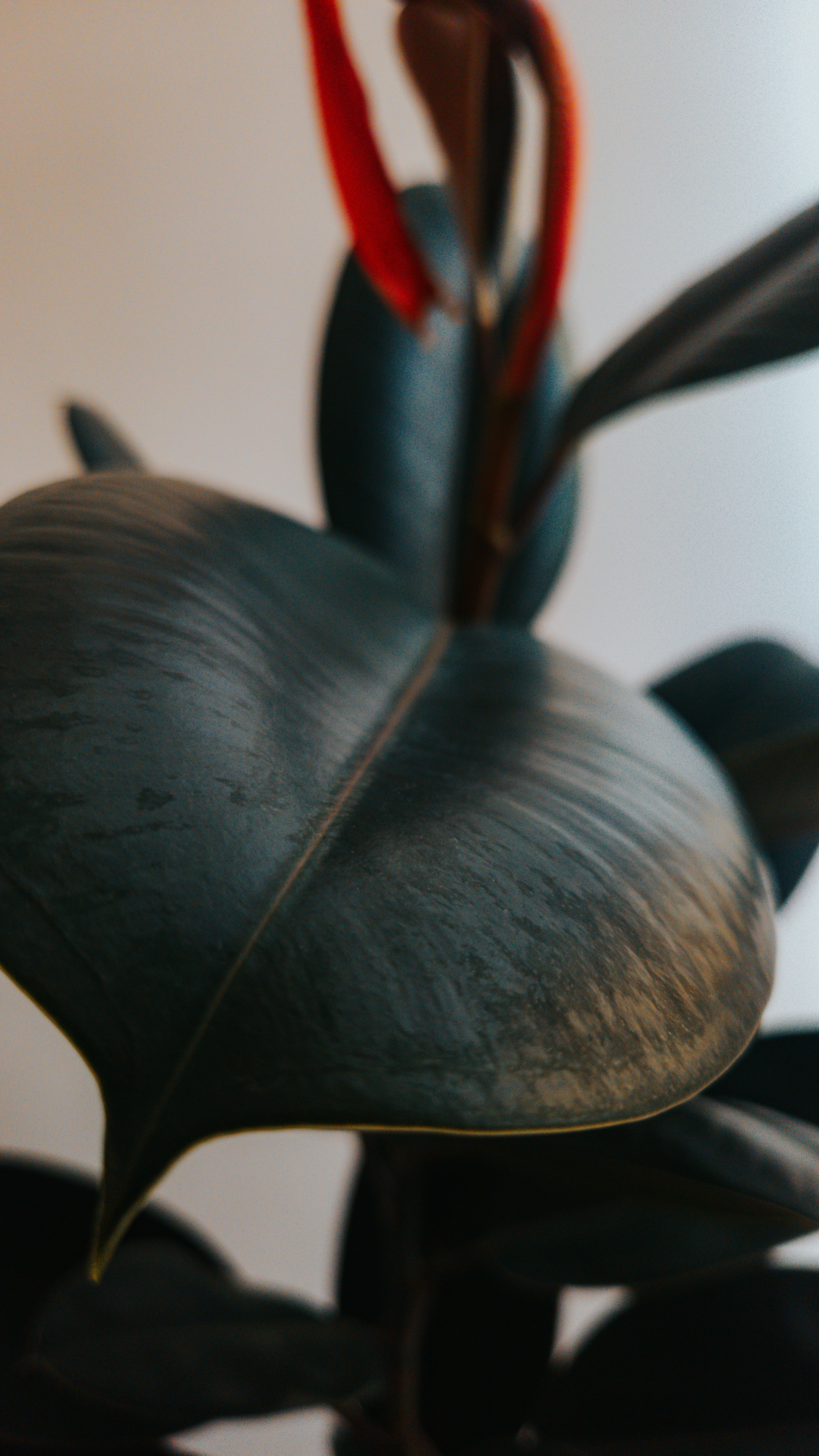 Close-up of a Rubber Plant leaf with a Red-edged Stem
