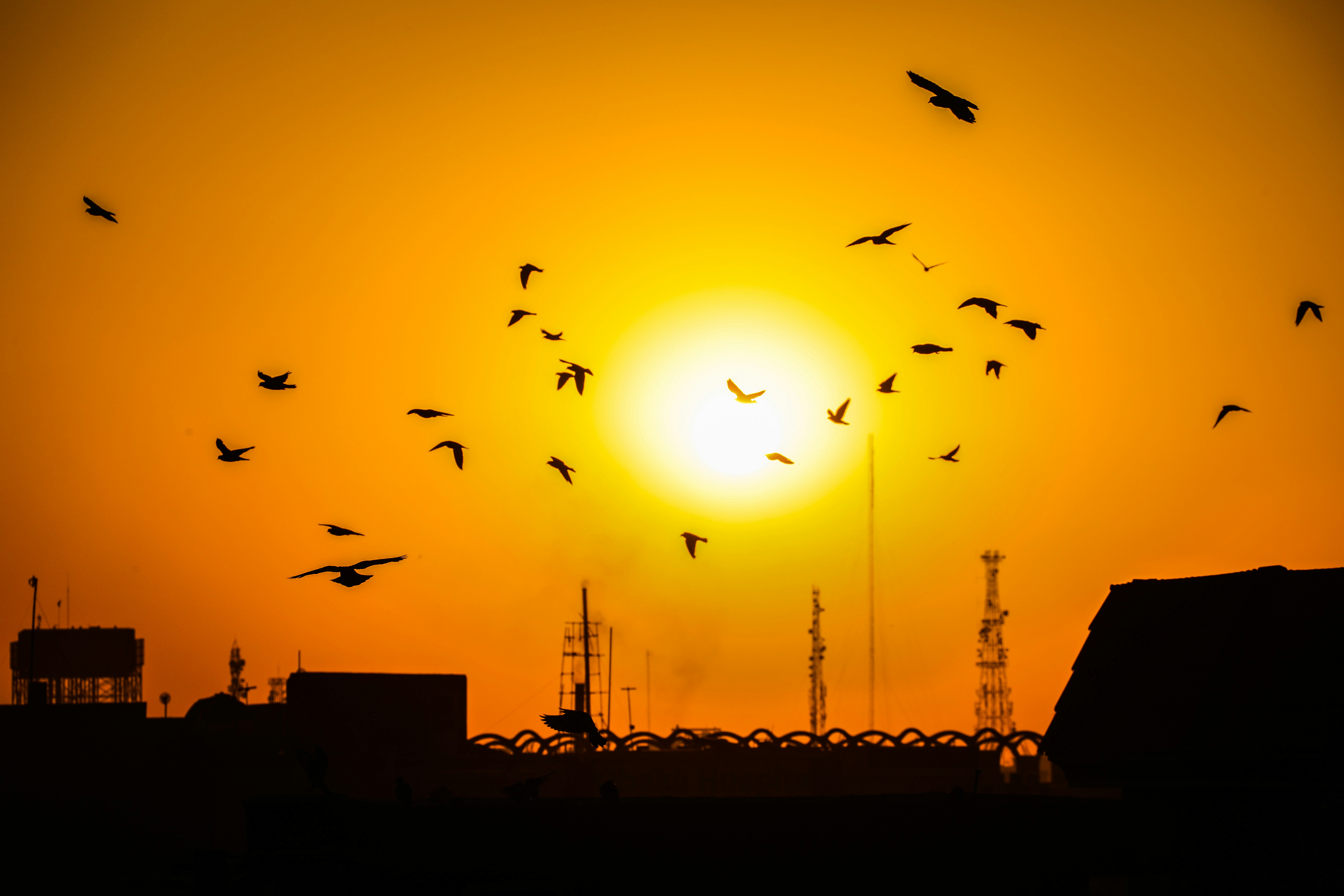 Sunset Over the Silhouette: Birds in Flight