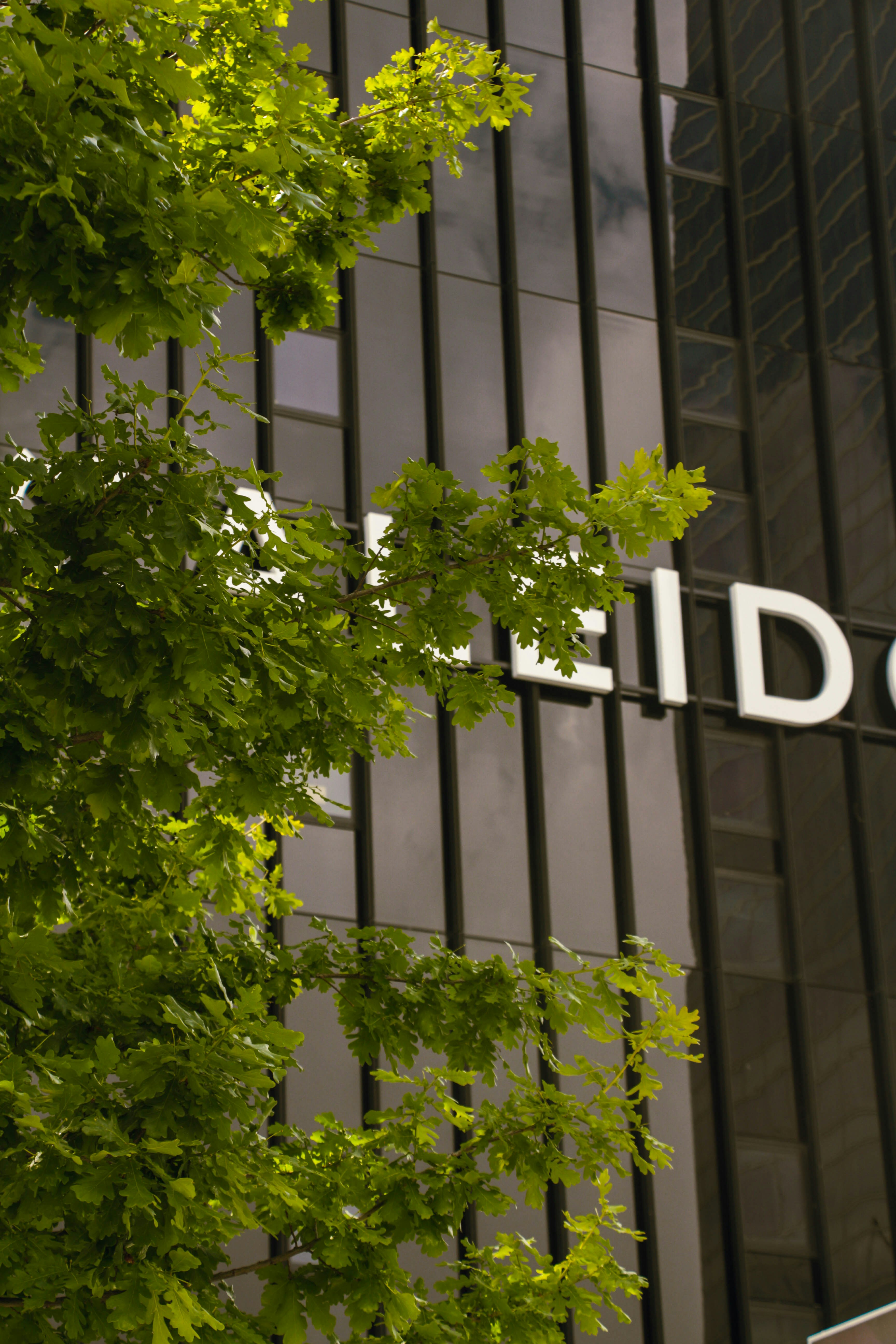 Green Fronds Frame the Modern Facade