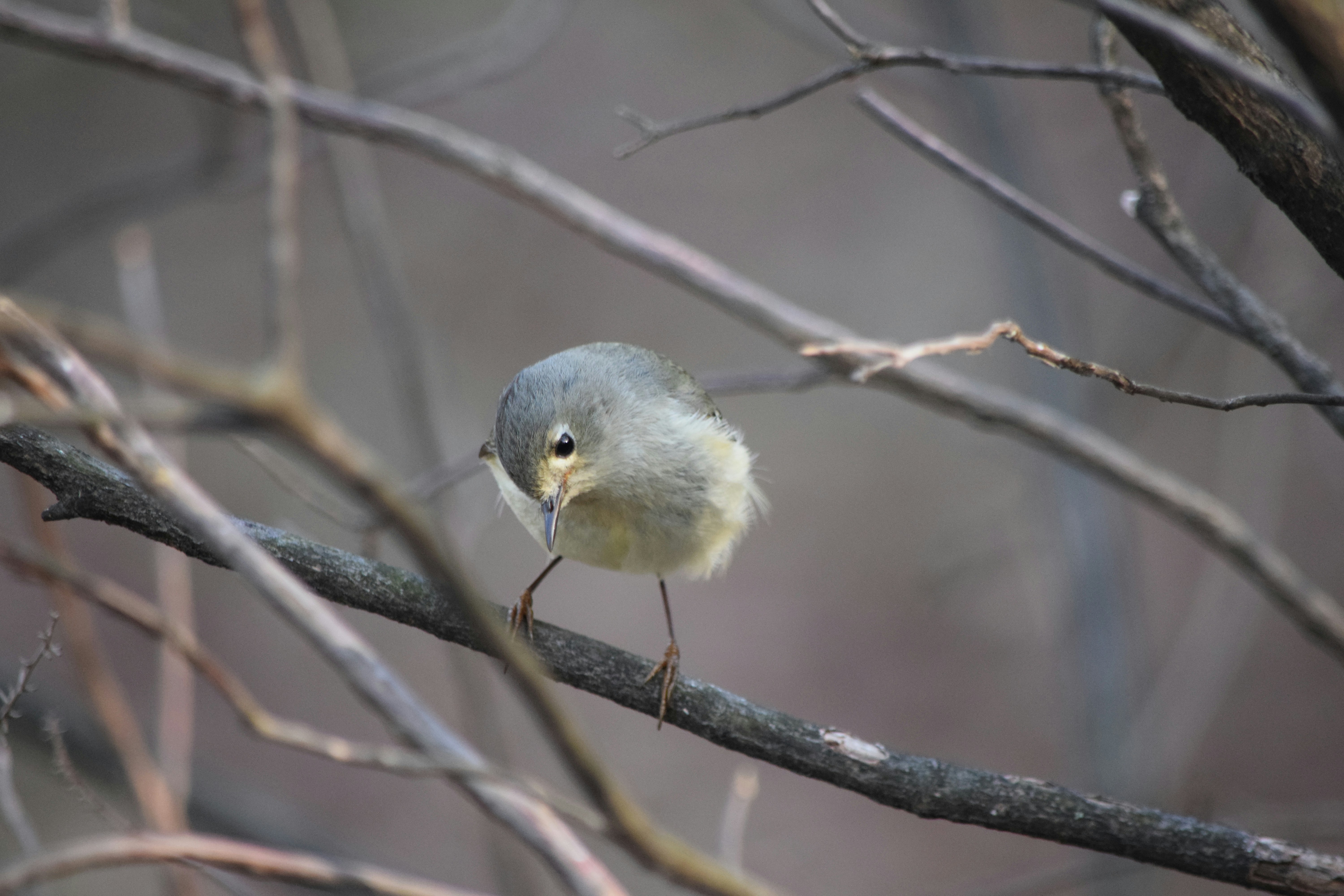 A Tiny Chickadee Perches on a Bare Branch