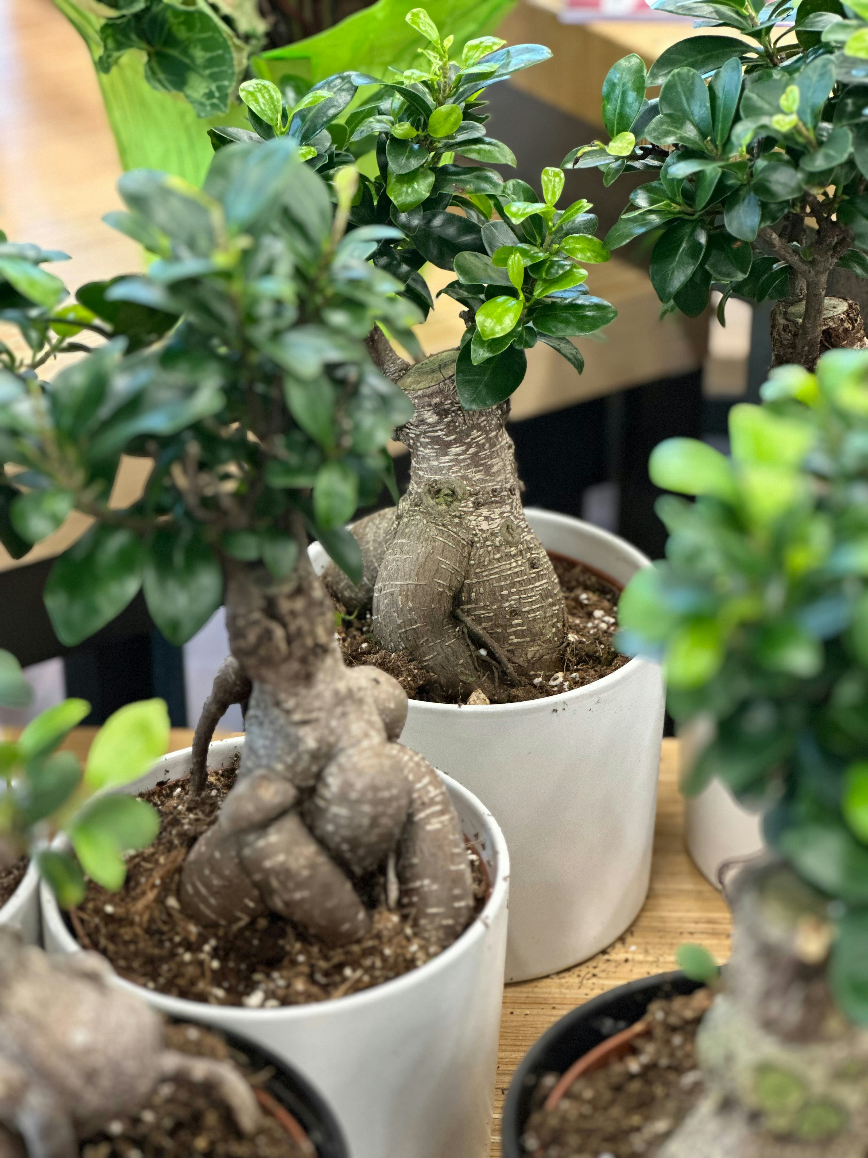 Cushioned roots and green crowns: a trio of bonsai in white pots