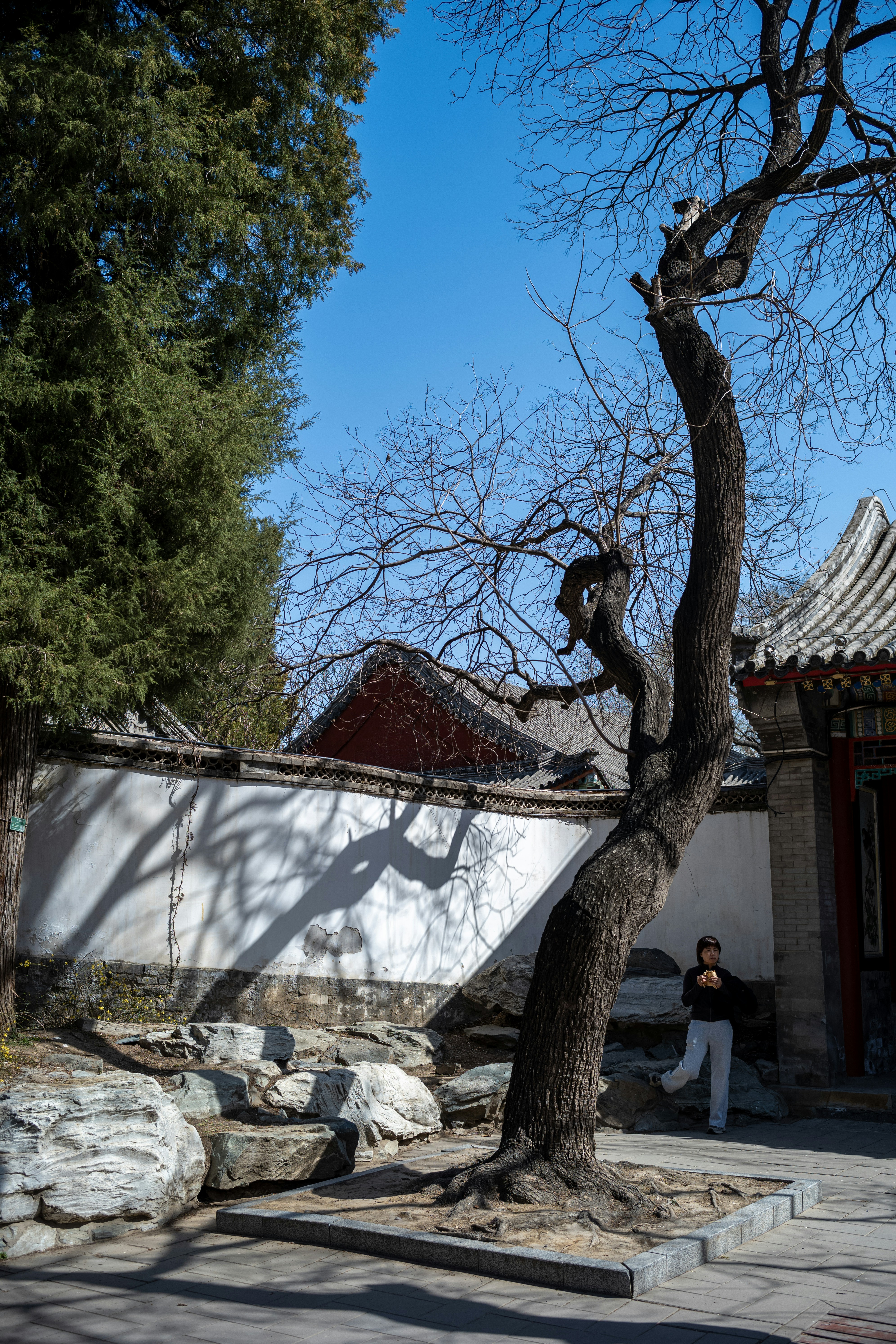 Tree-Rimmed Courtyard with Hidden Visitor