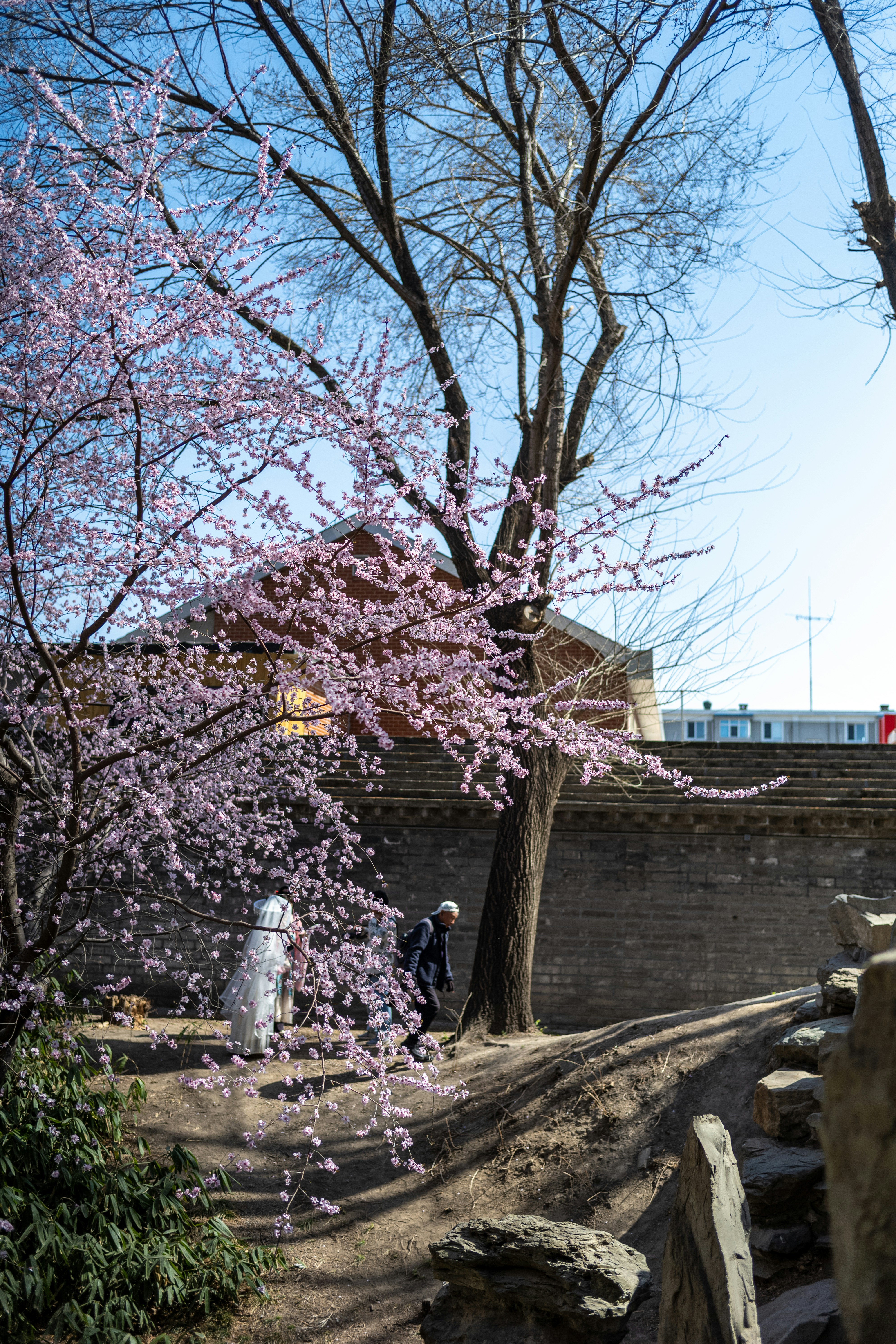 Blossoms by the Footpath: A Moment Under Spring's Quiet Arch