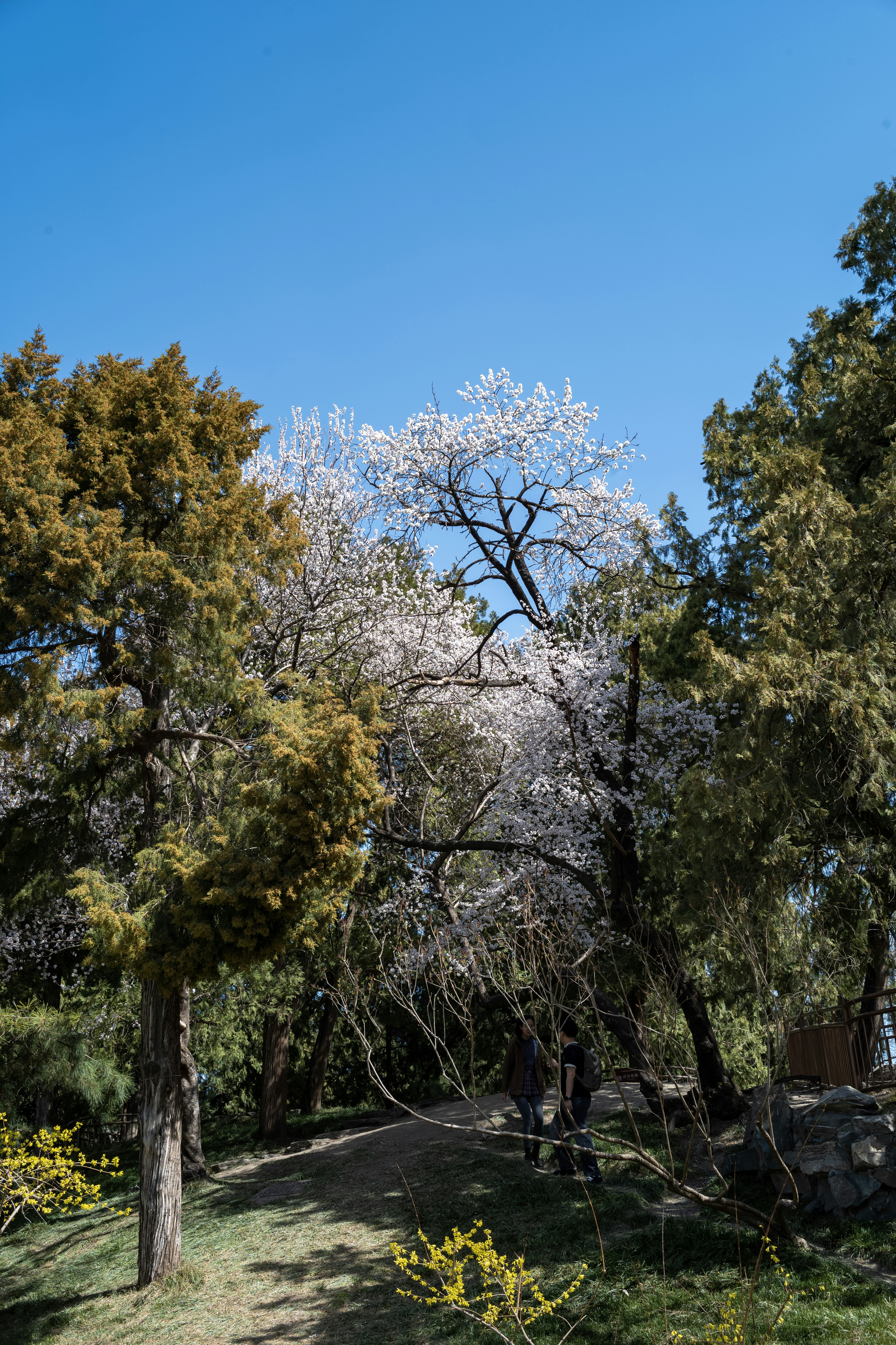 Blossoms Amid Pines: A Quiet Path Beneath Spring Sky