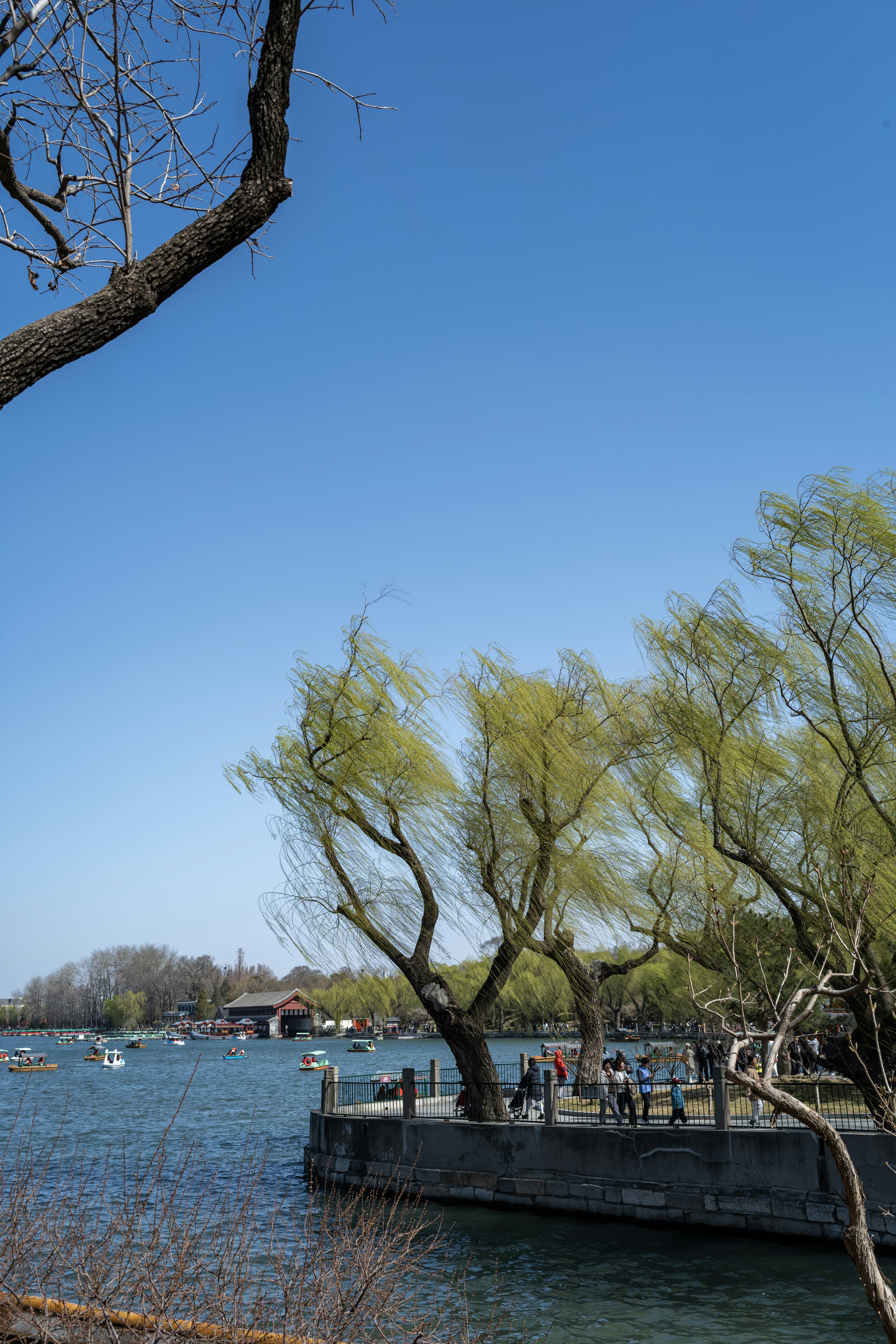 Willow Arms Over the Lakefront