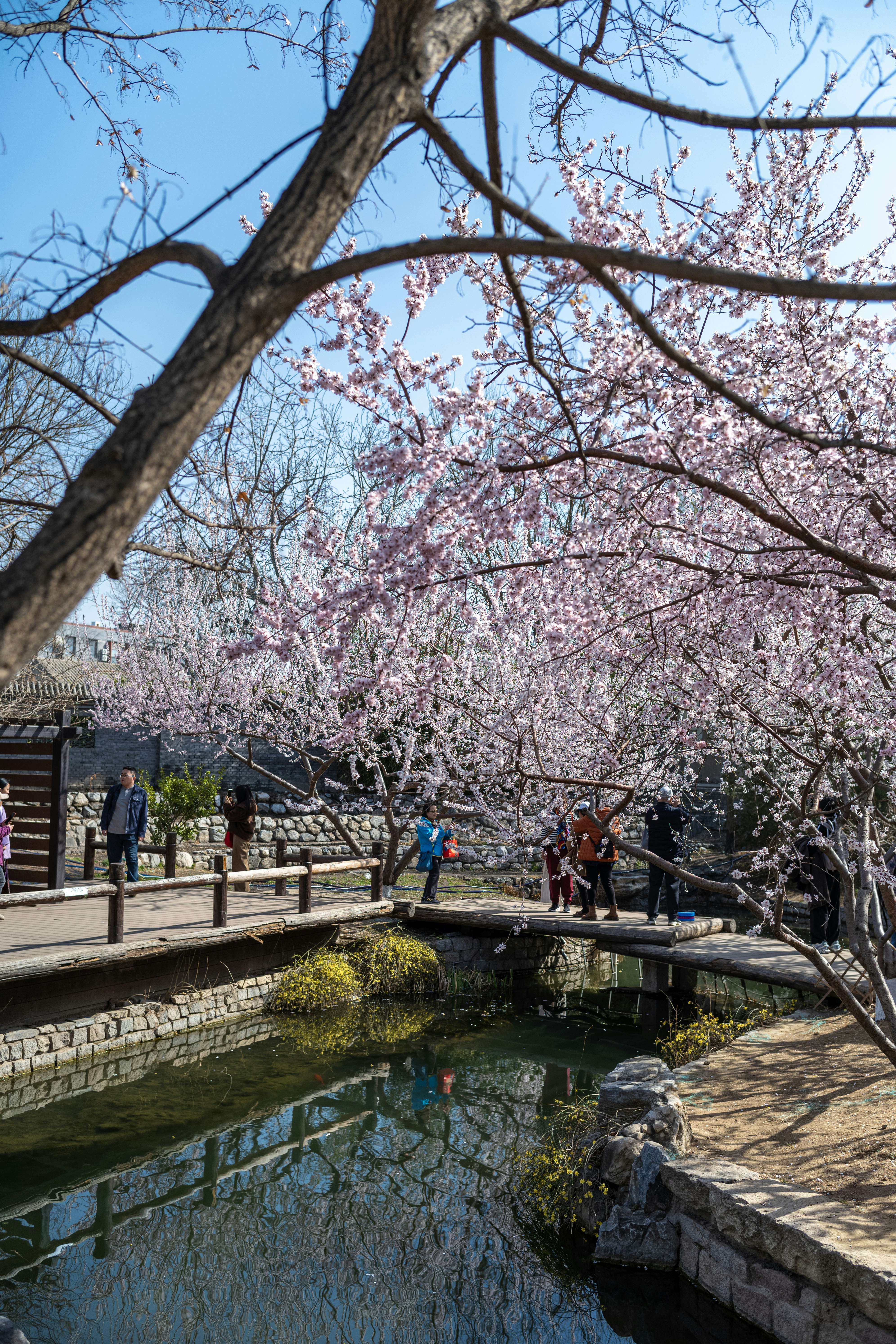 Blossoms Over the Reflective Canal
