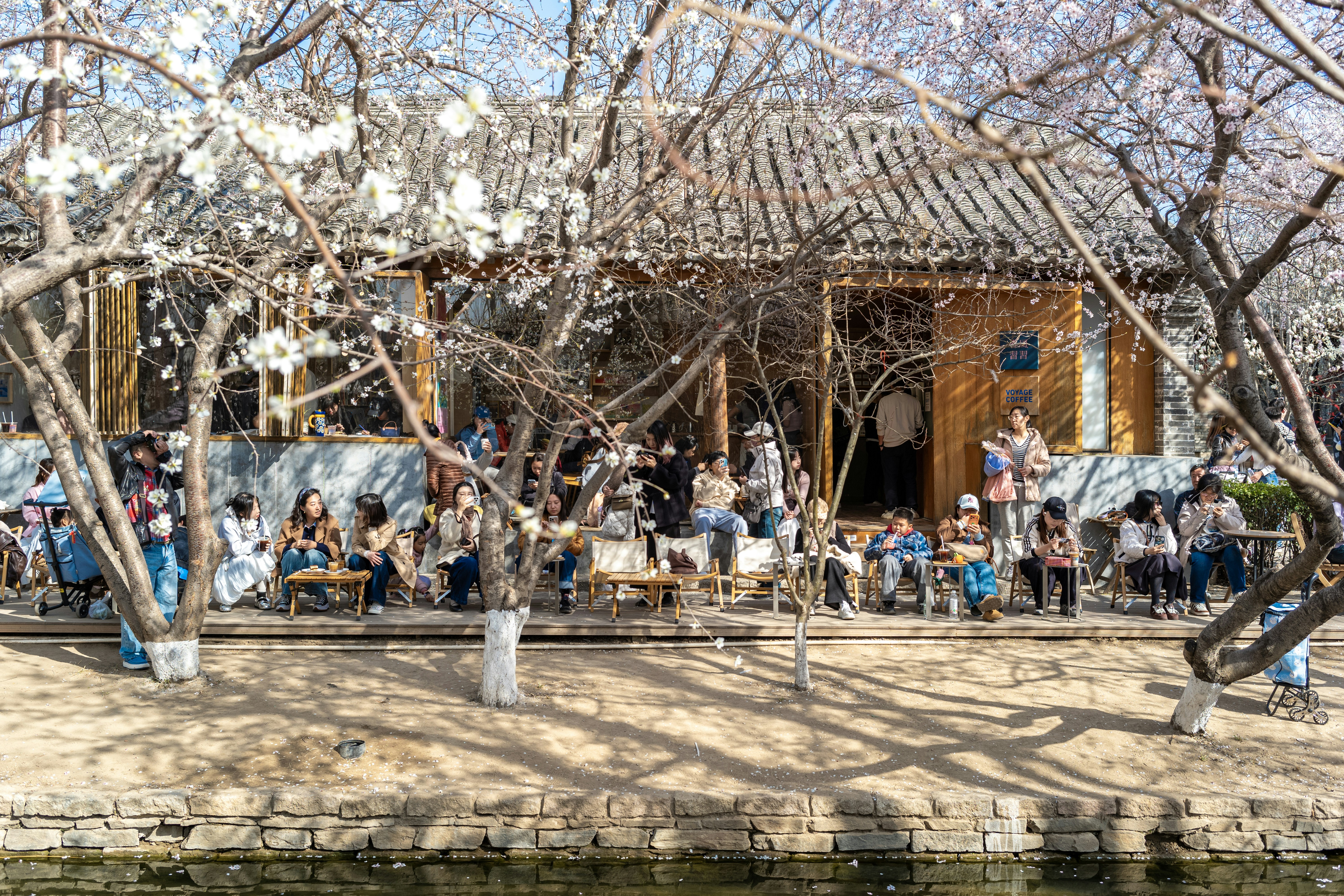 Spring Tea Garden: People and Blossoms by the Riverside Café