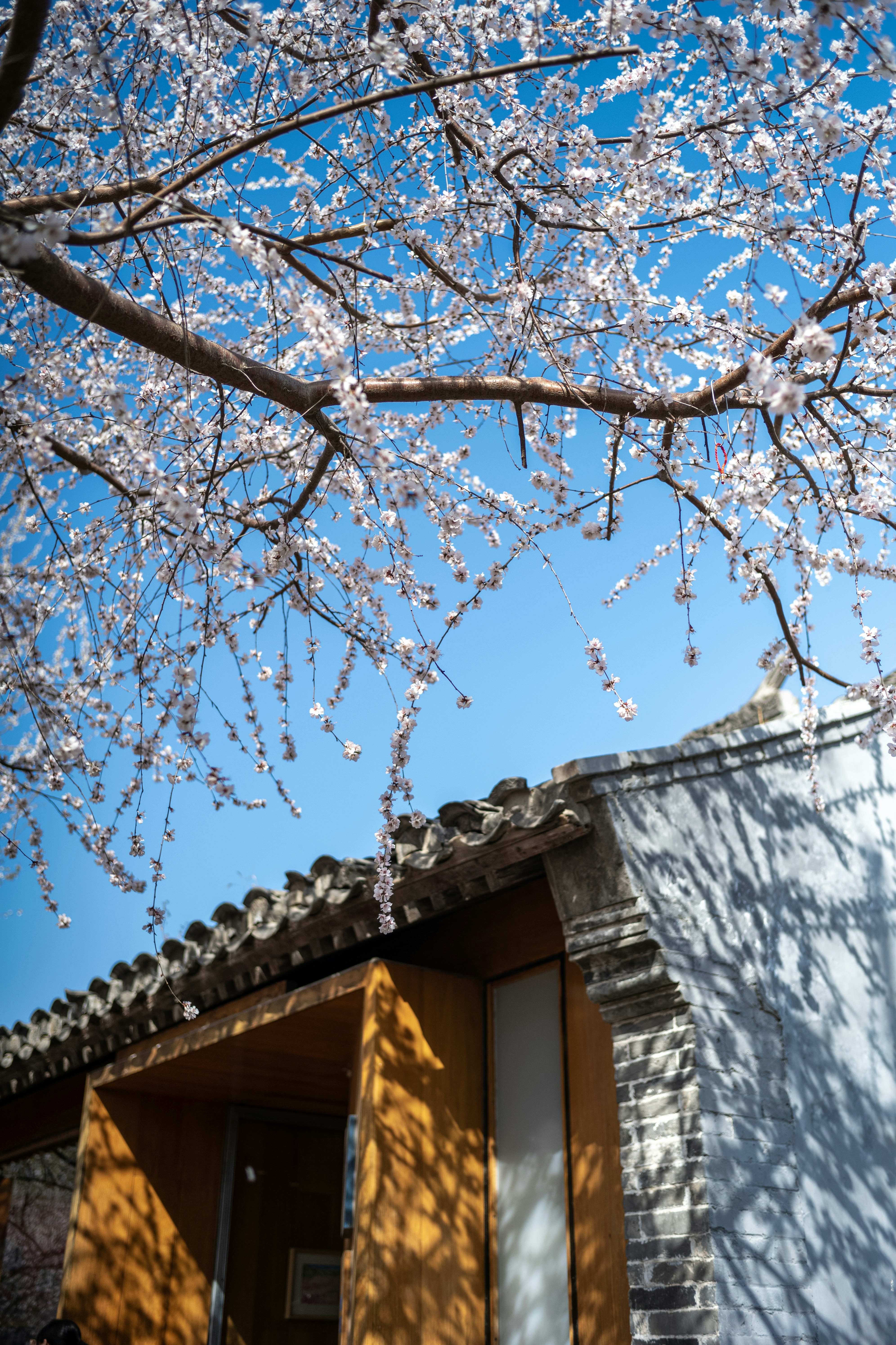 Cherry blossoms bloom over a traditional building.