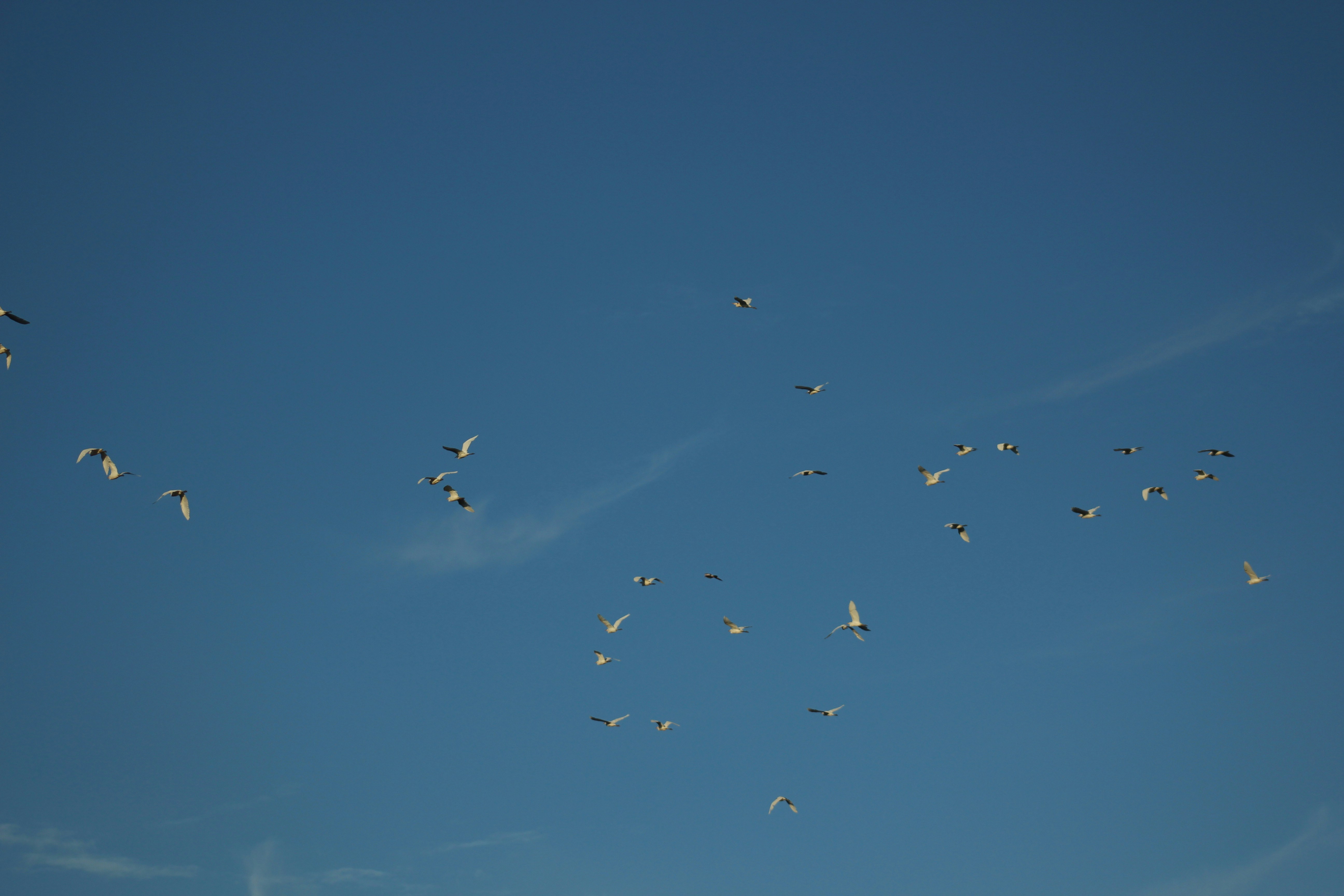 Vagrant Vignettes: A Skies-to-the-South flock of white birds