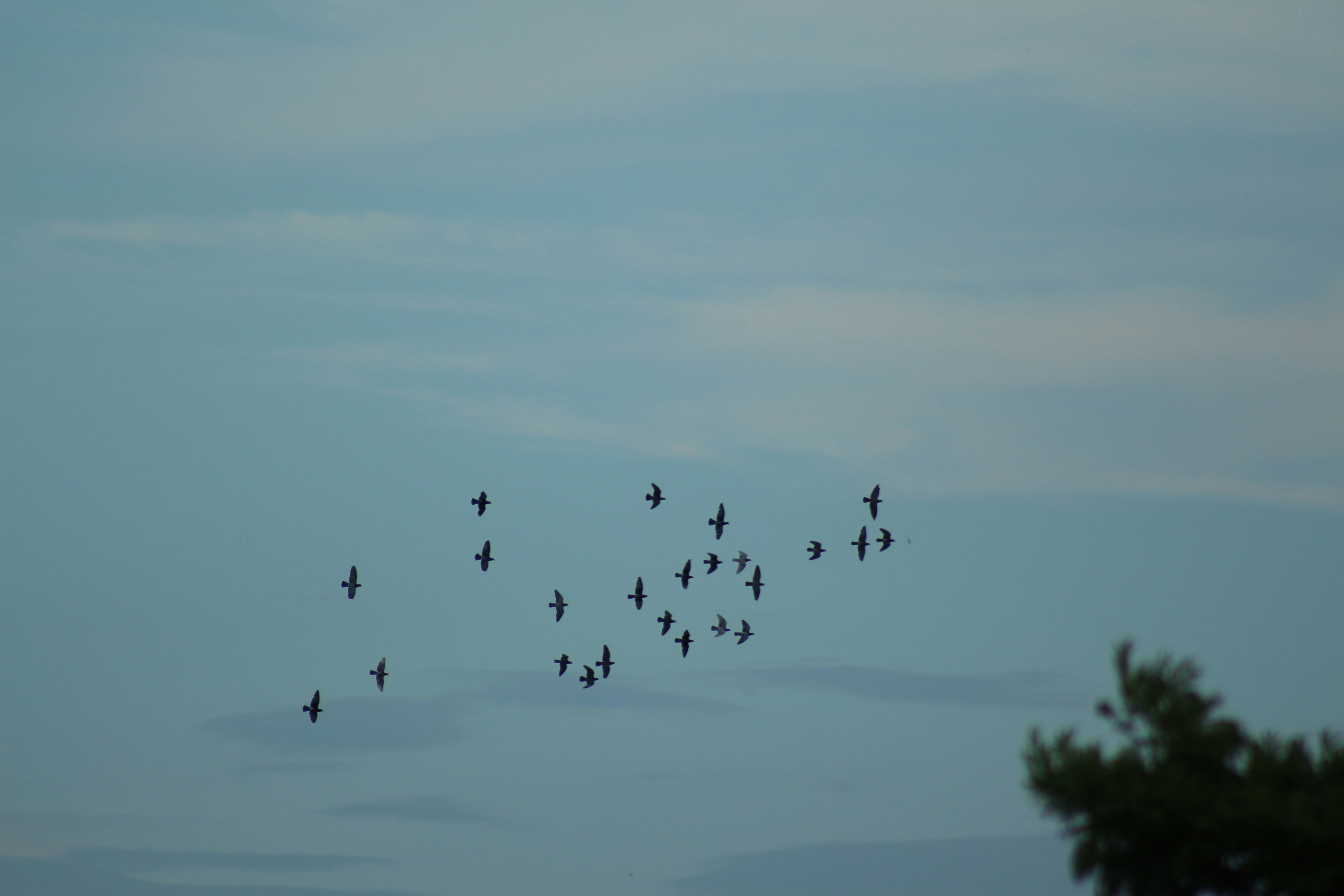 V-shape of Shoreline Migrants Crossing a Quiet Sky