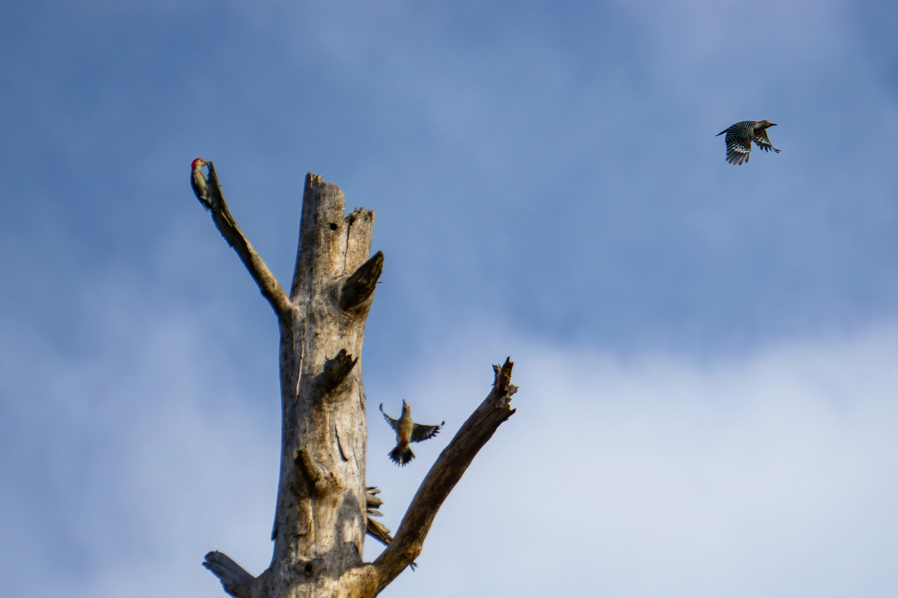 Towards the Horizon: Eagles in Free Flight from a Weathered Branch