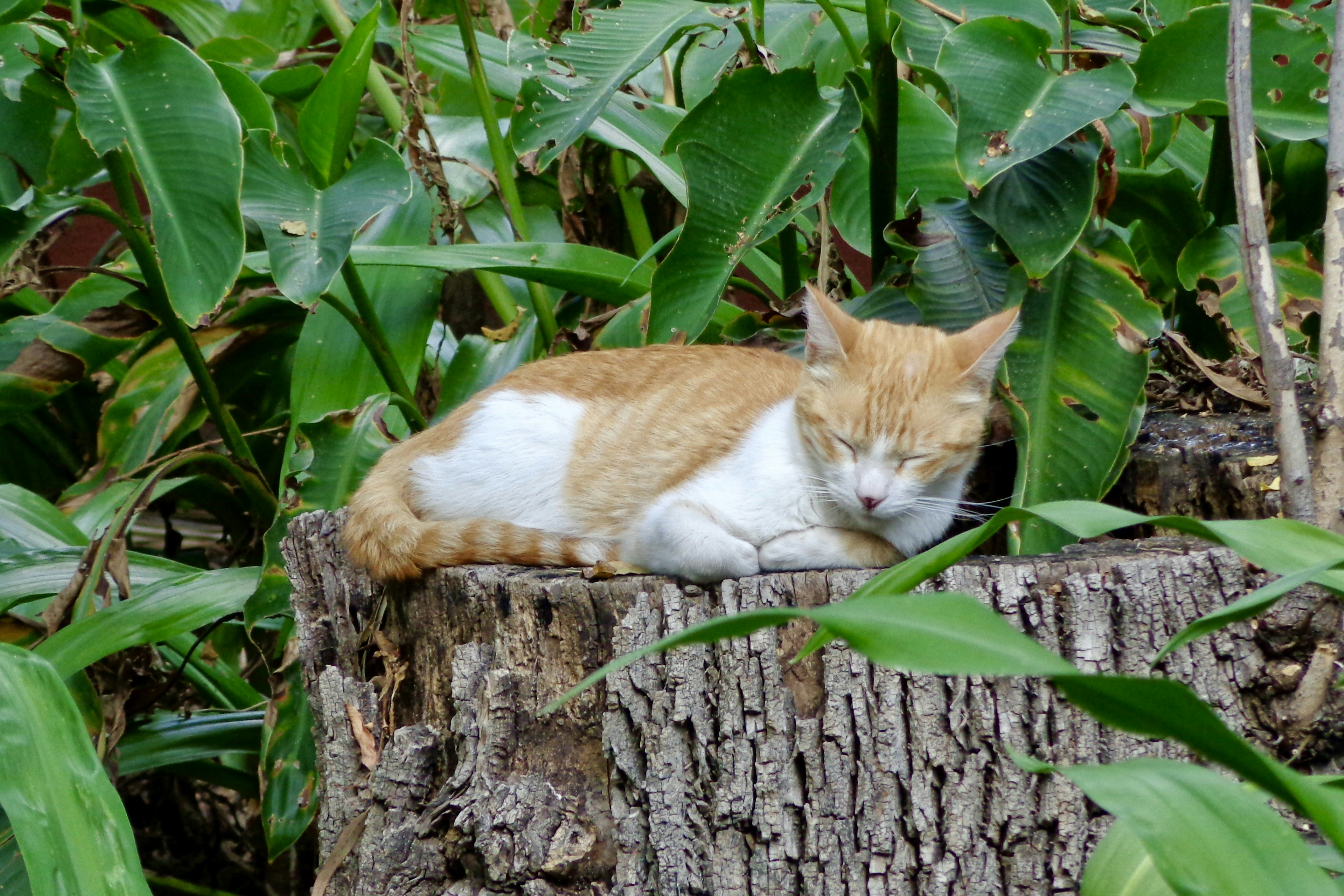 Sunlit Rest: An orange-and-white cat naps atop a textured tree stump