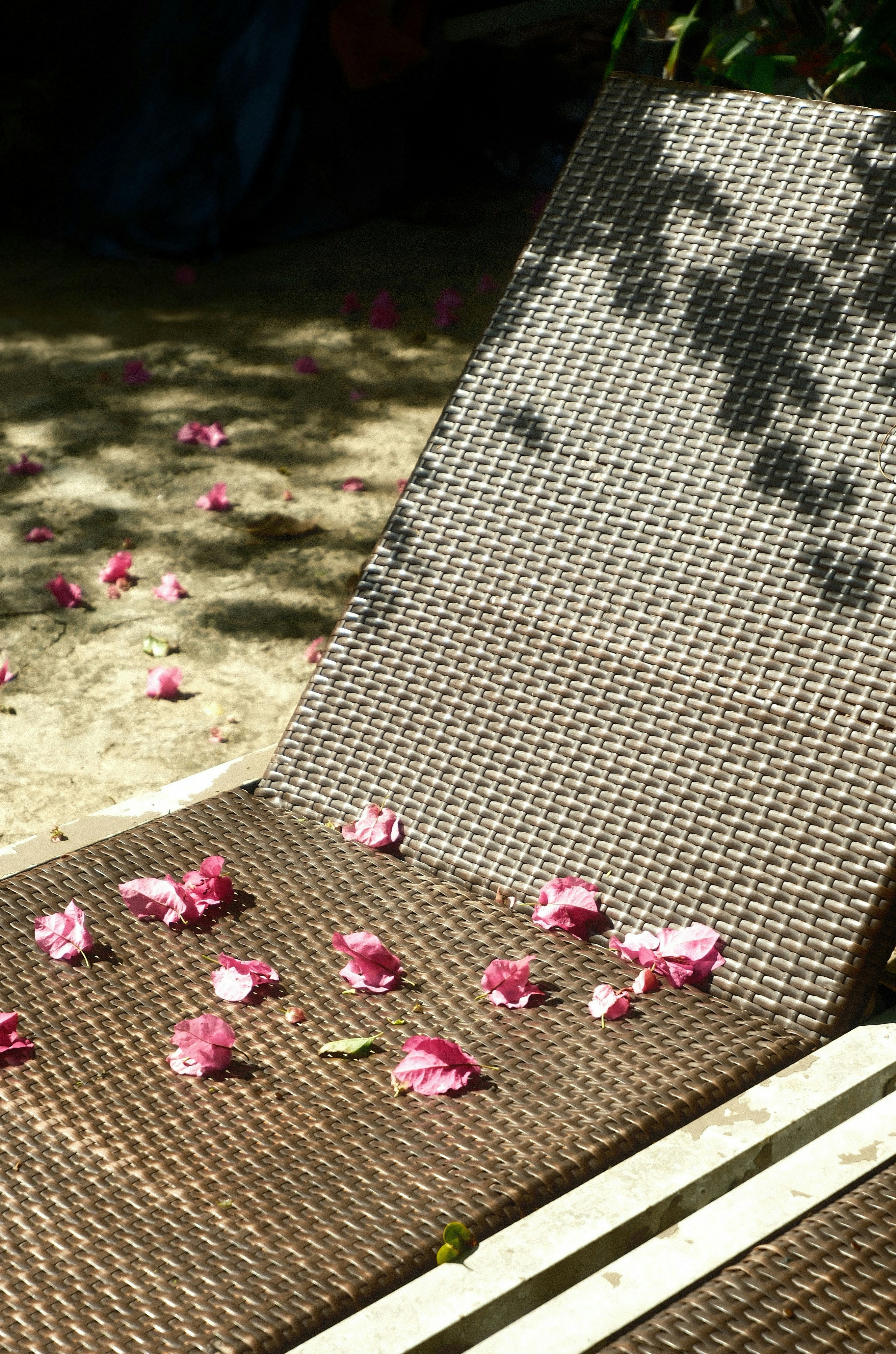 Pink Petals on a Woven Lounge Chair in Summer Light