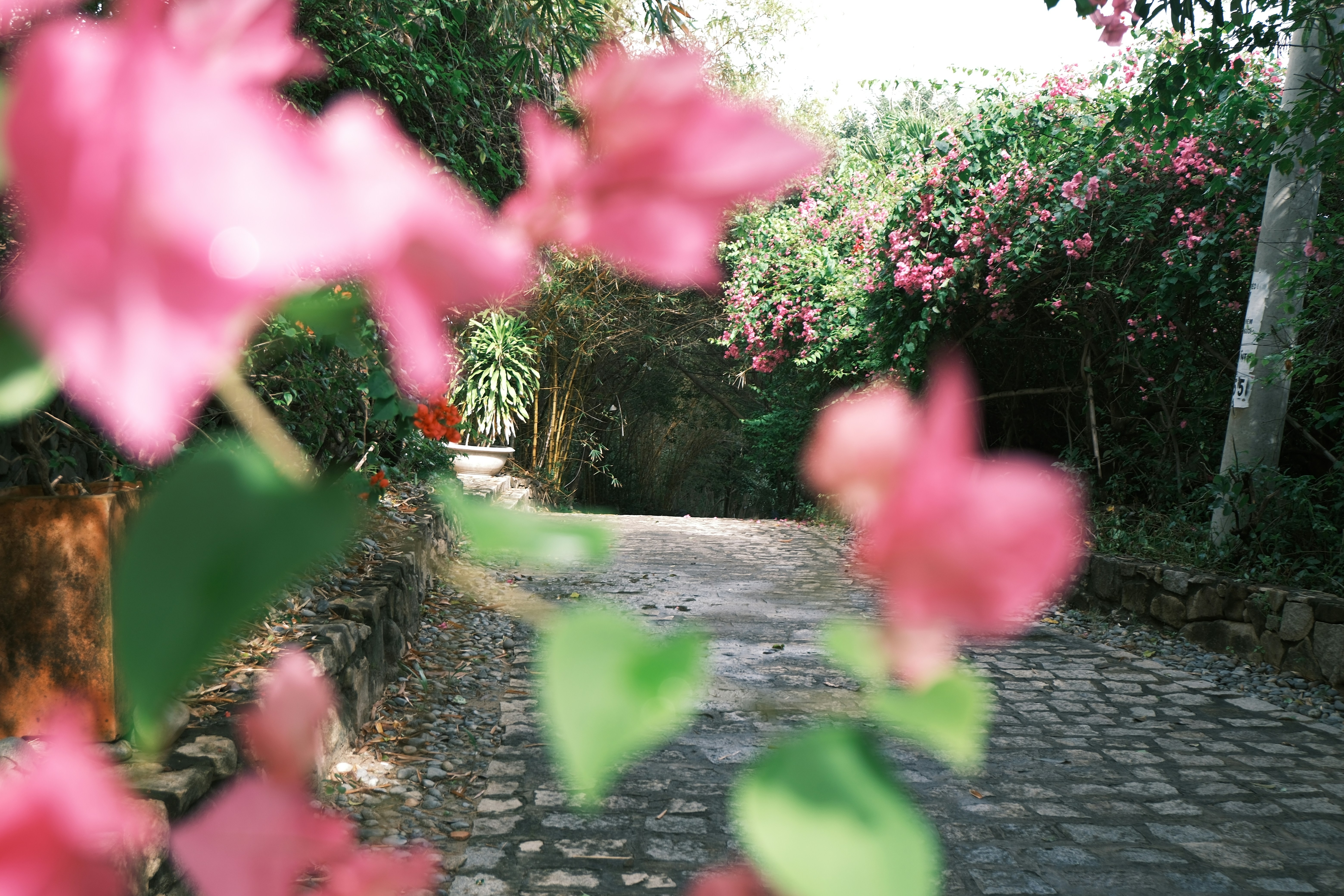 Blurred Pink Bougainvillea Framing a Quiet Cobblestone Path