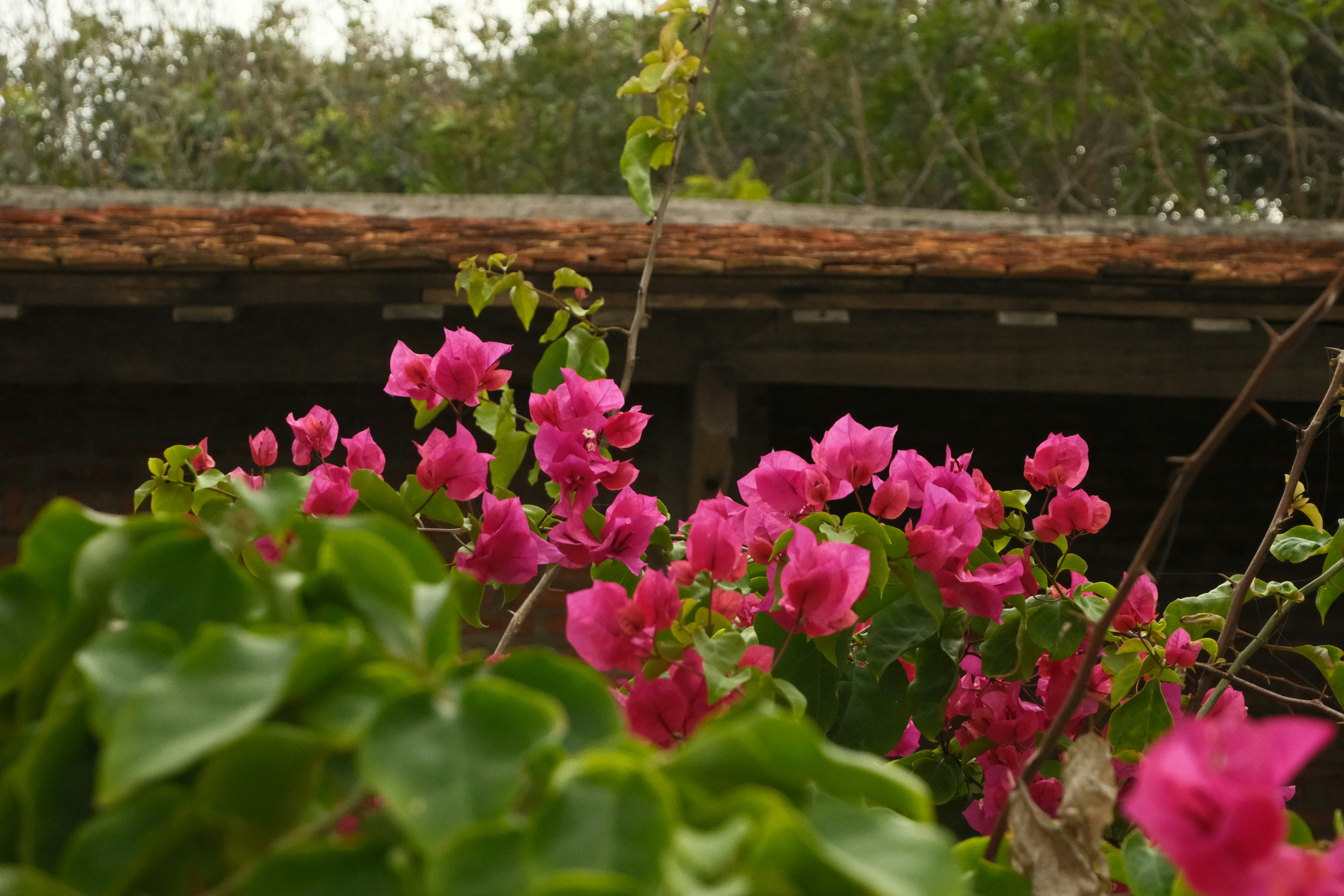 Pink Bougainvillea Cluster in Front of Rustic Roof