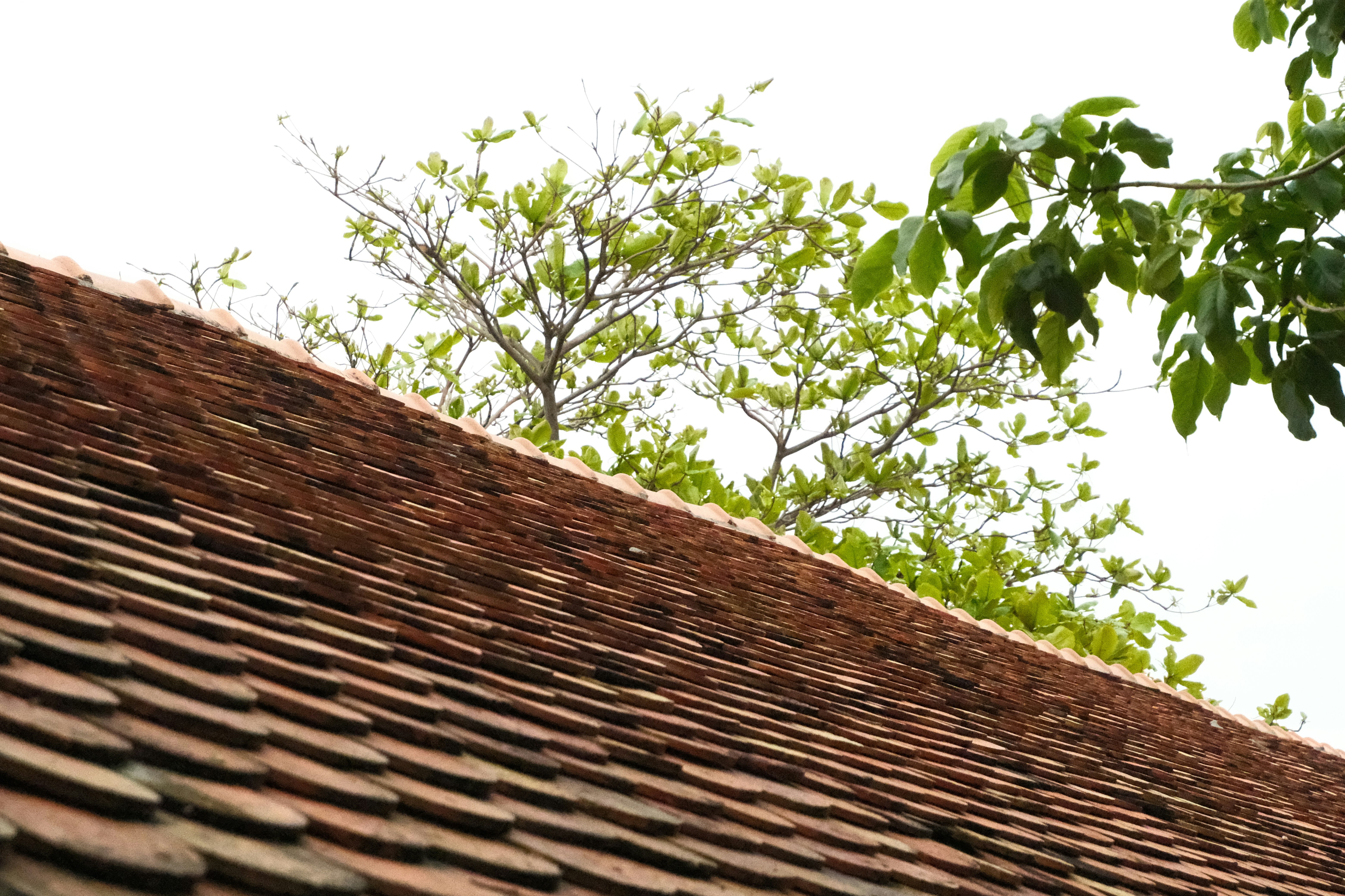 Diagonal Tiles under a Green Canopy