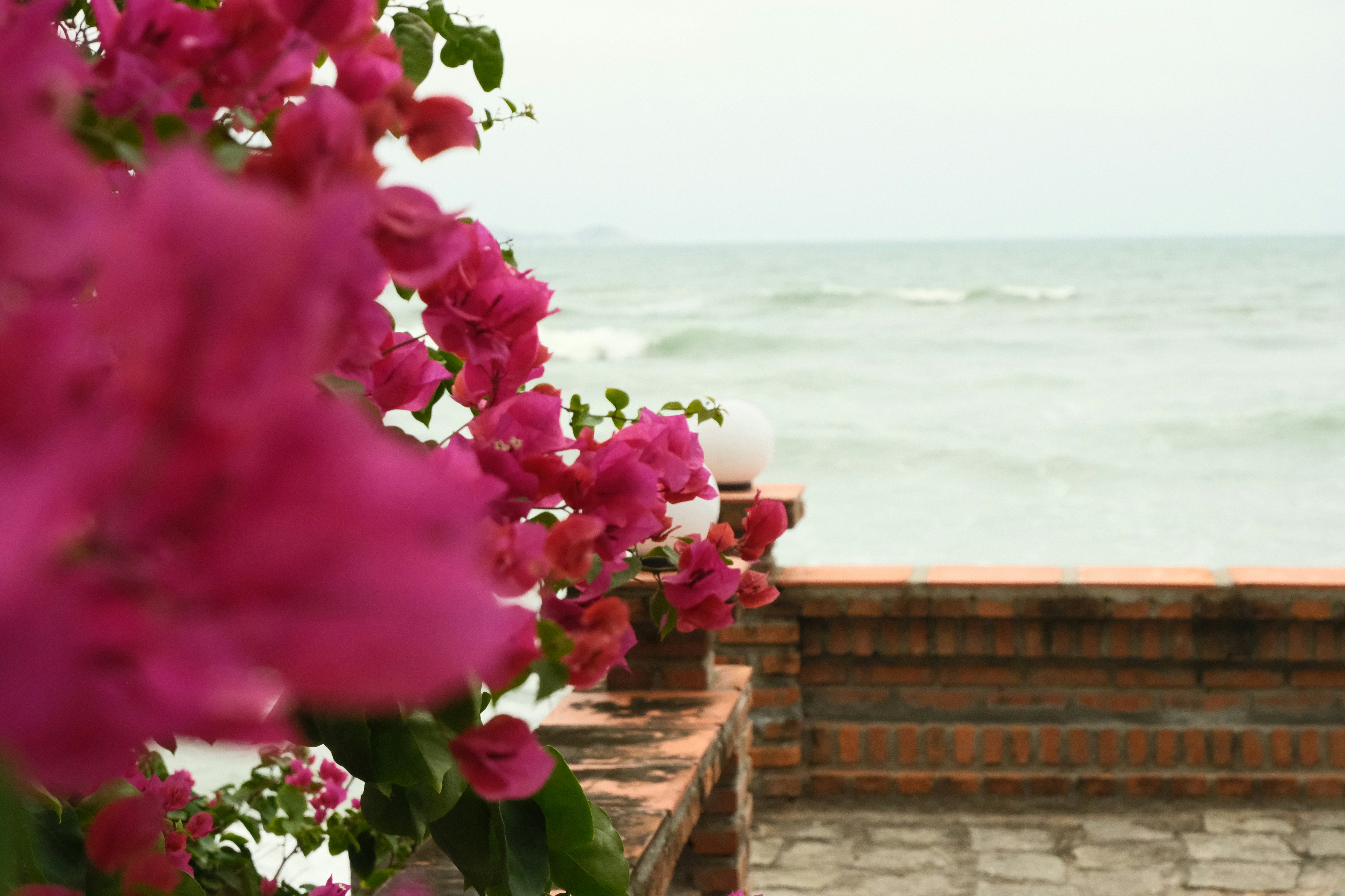 Magenta Bouquets by the Sea Wall