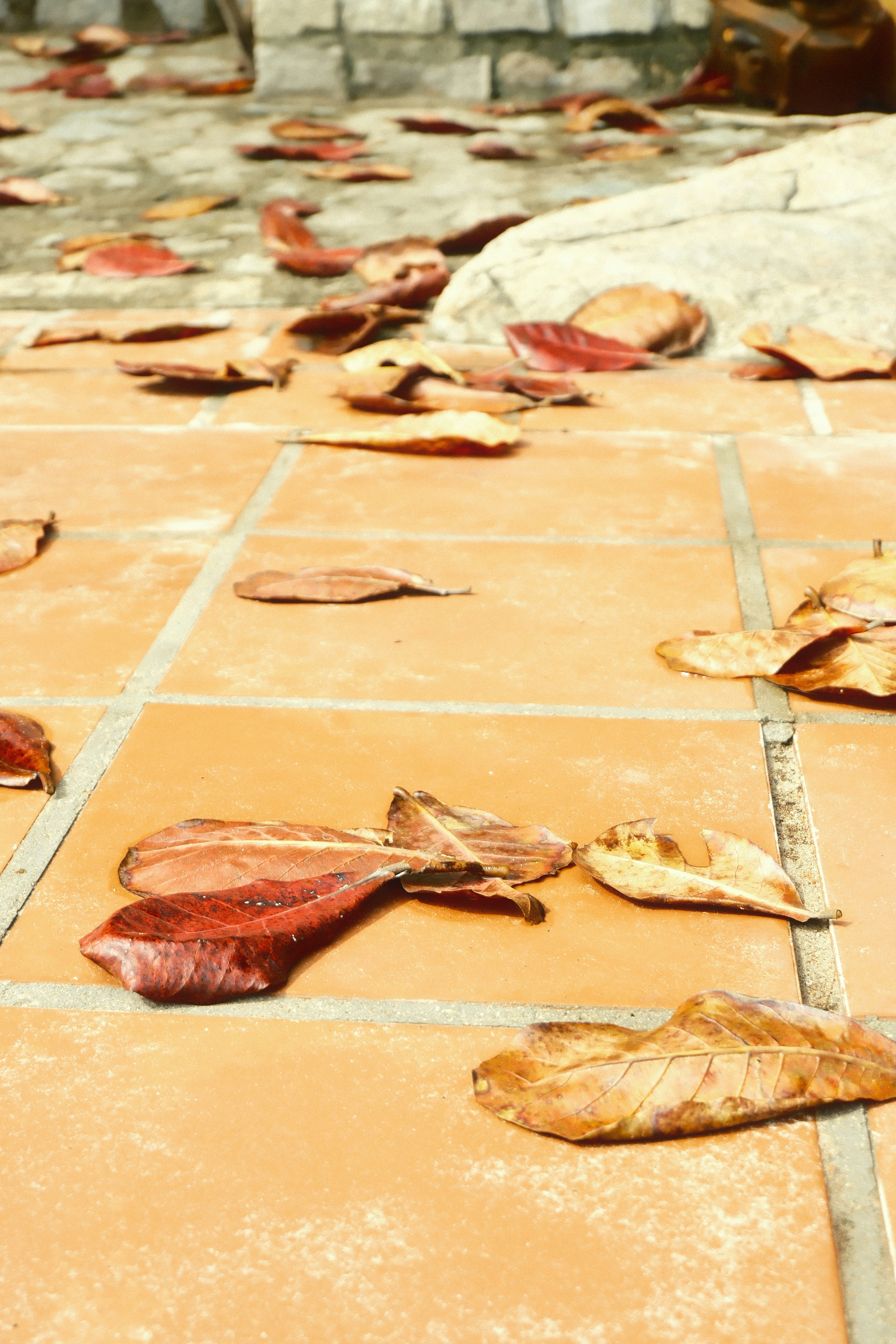 Autumn Leaves on Warm Tile: A Quiet Ground Scene