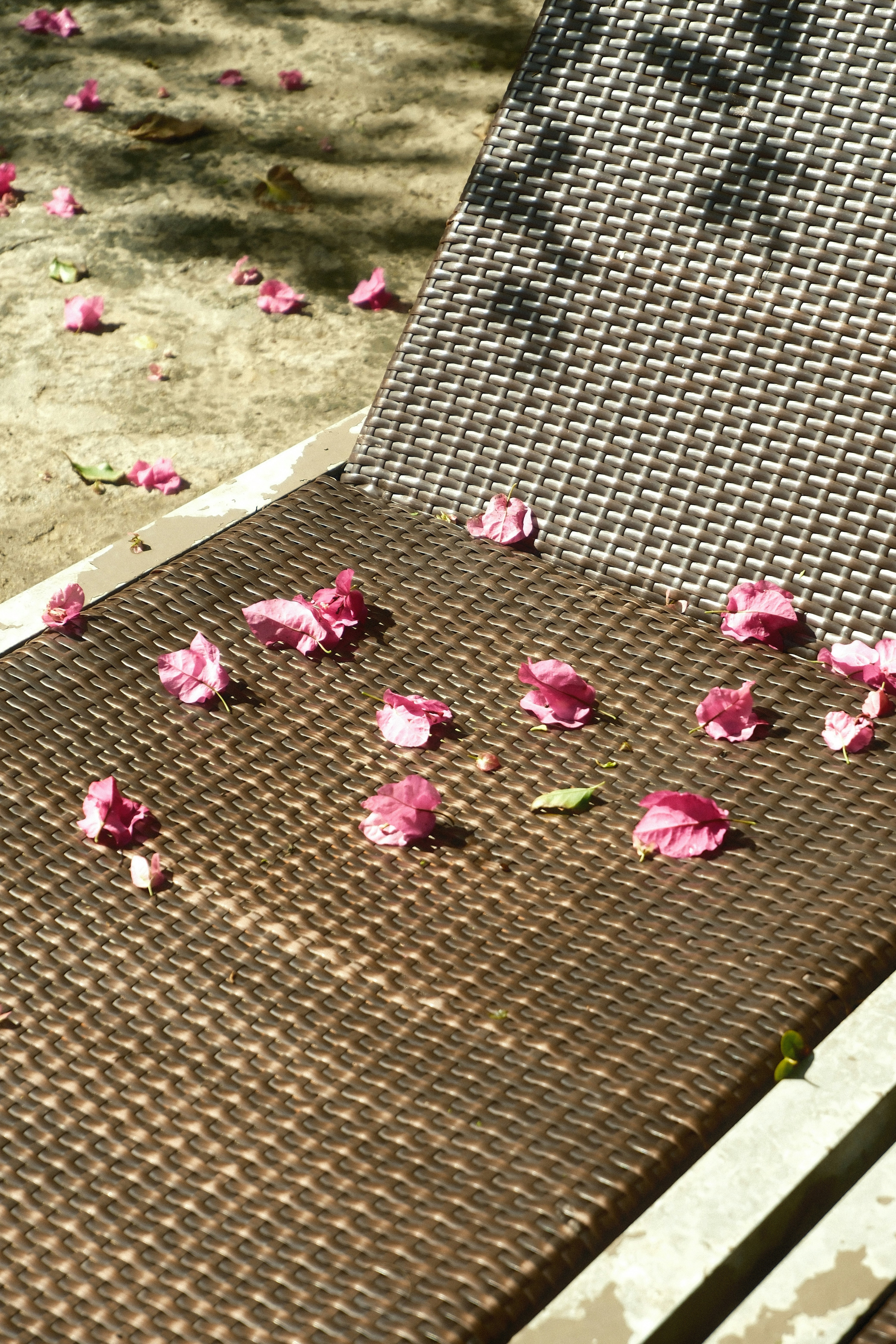 Pink petals on a woven lounge chair under soft sunlight