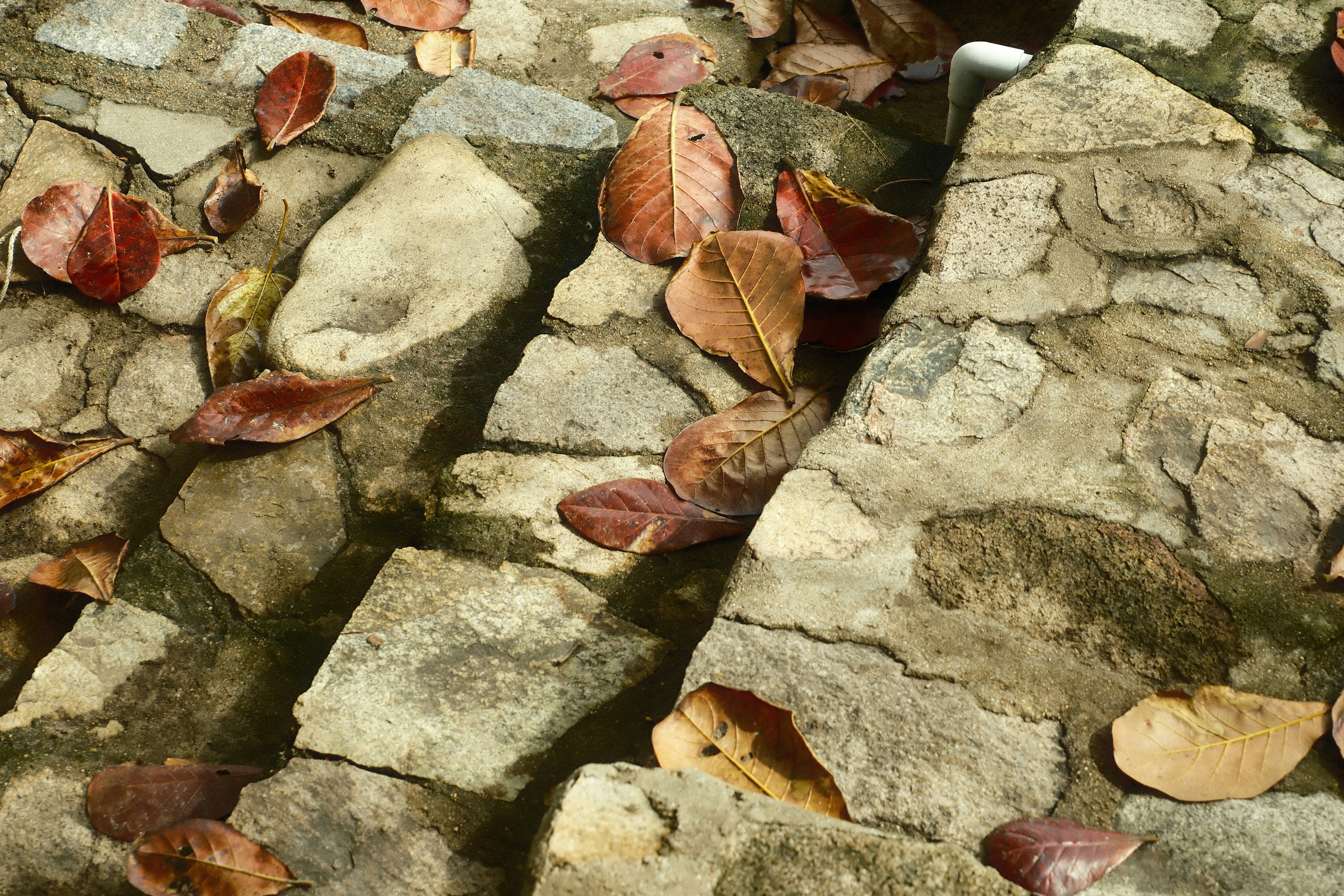 Fallen Leaves on Weathered Stone Steps