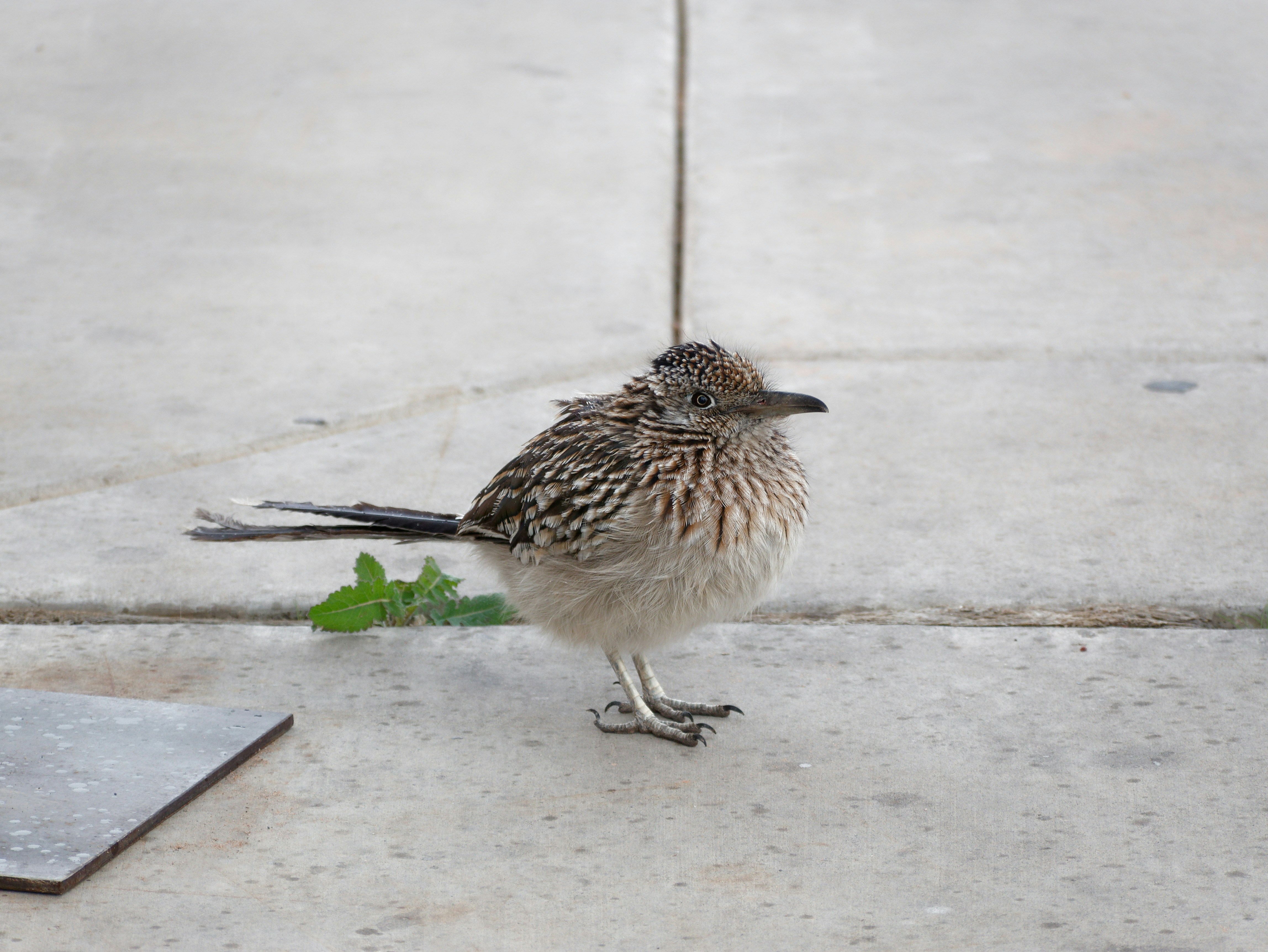 Grounded Rufous Plumage Scout on Urban Concrete
