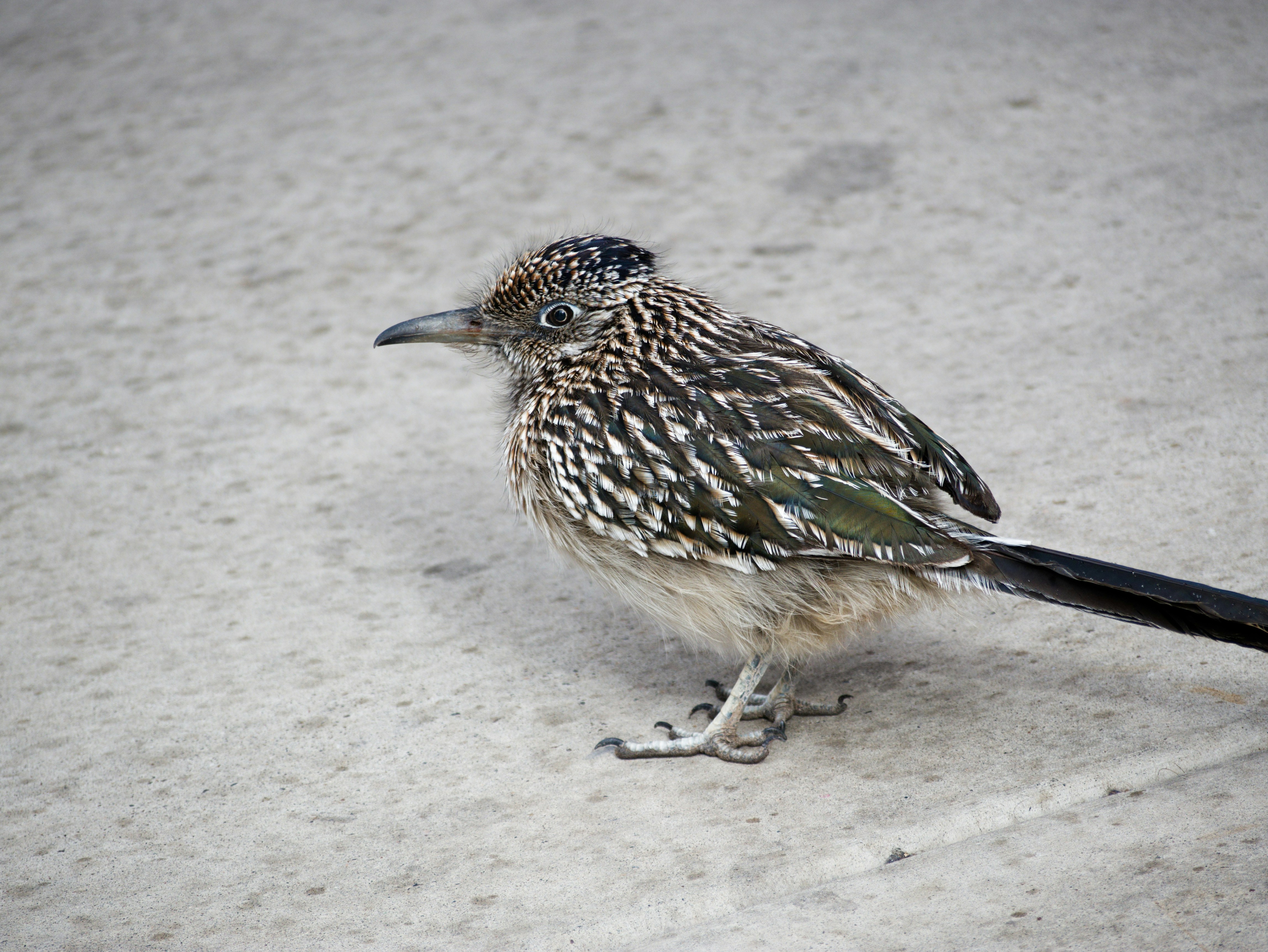 Stubble-Striped Juvenile on a Concrete Strand