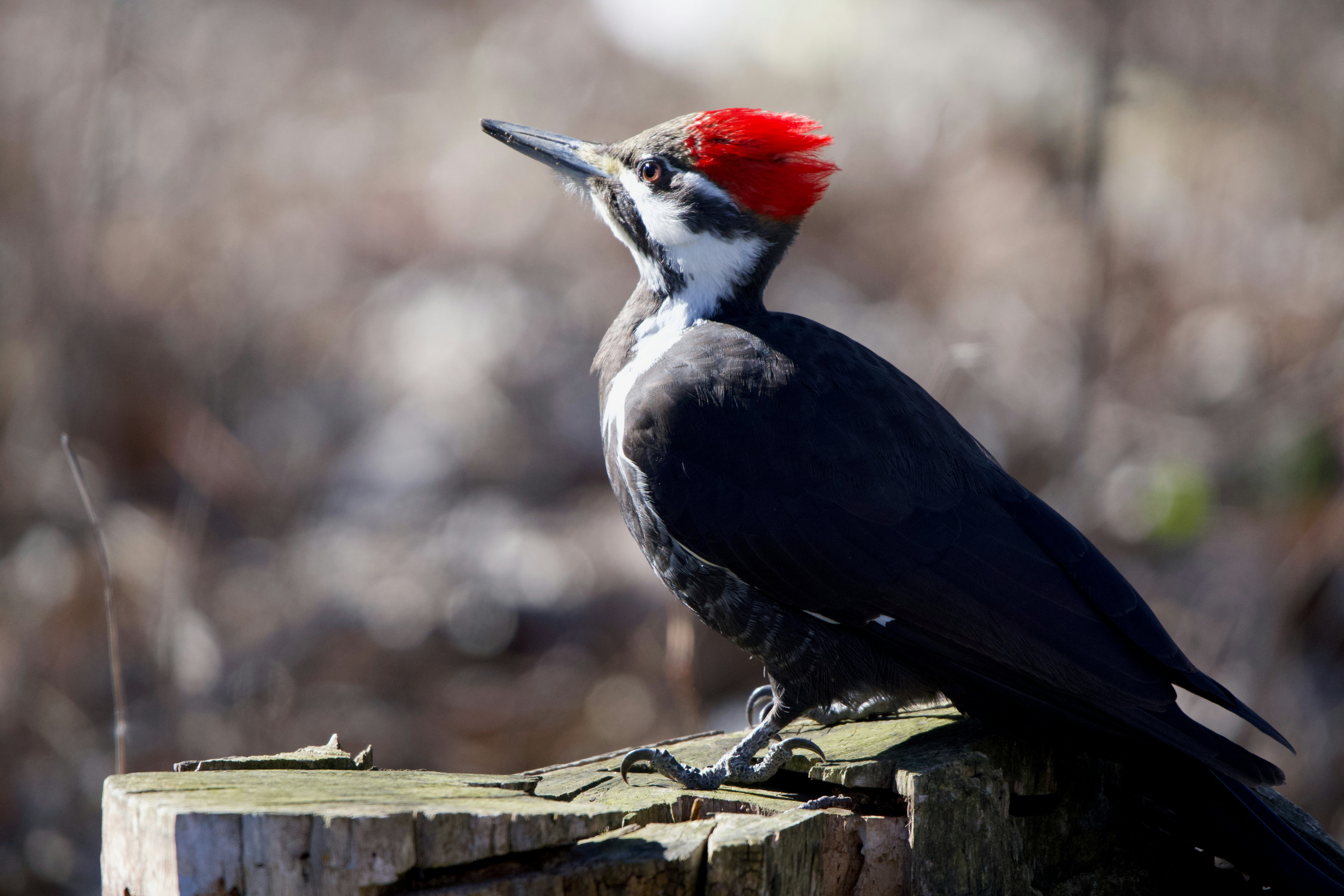 Red-capped Woodpecker Perched on a Weathered Post
