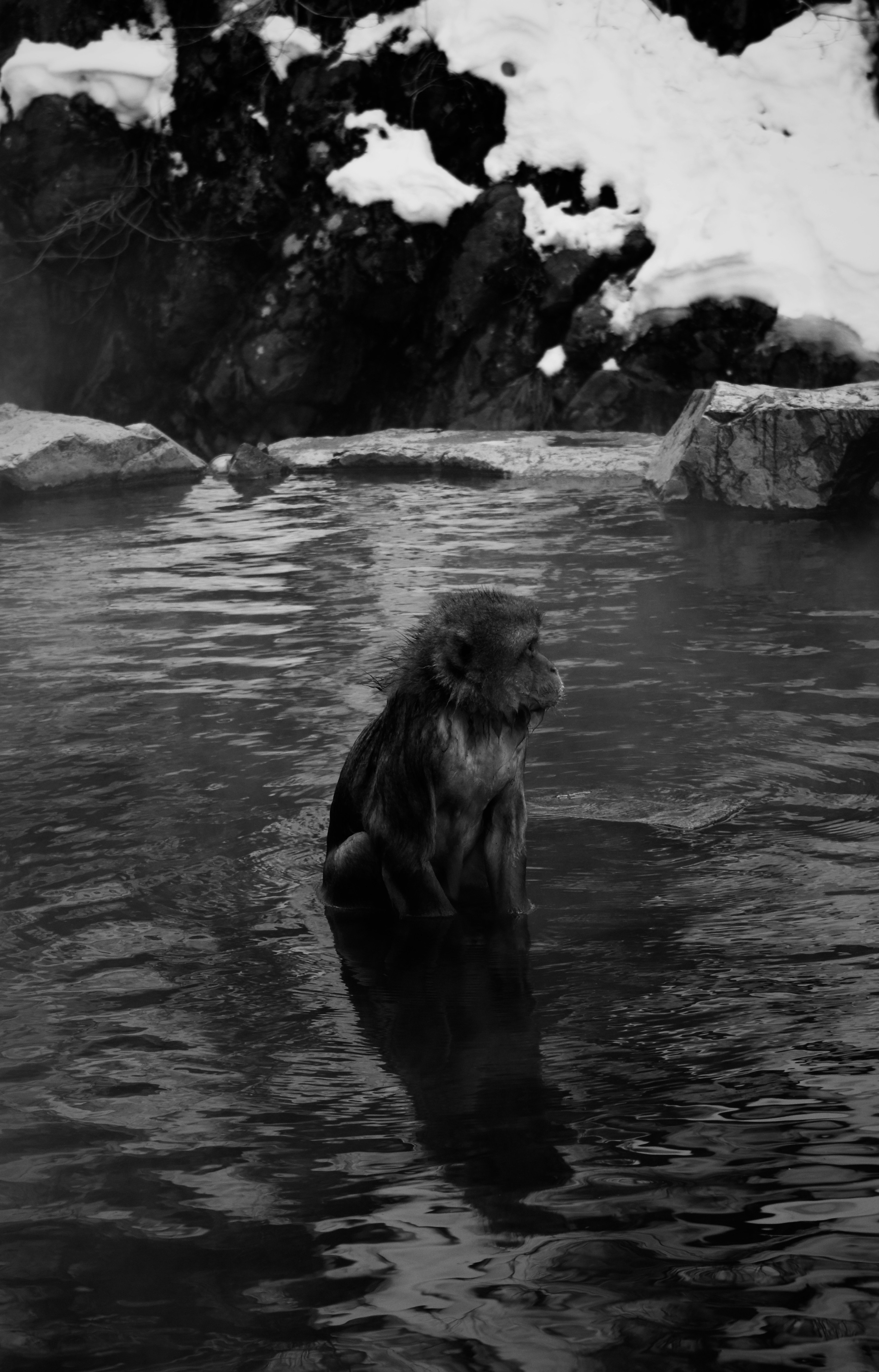 Monkfish in the Mist: A lone capuchin-like creature perched in a river