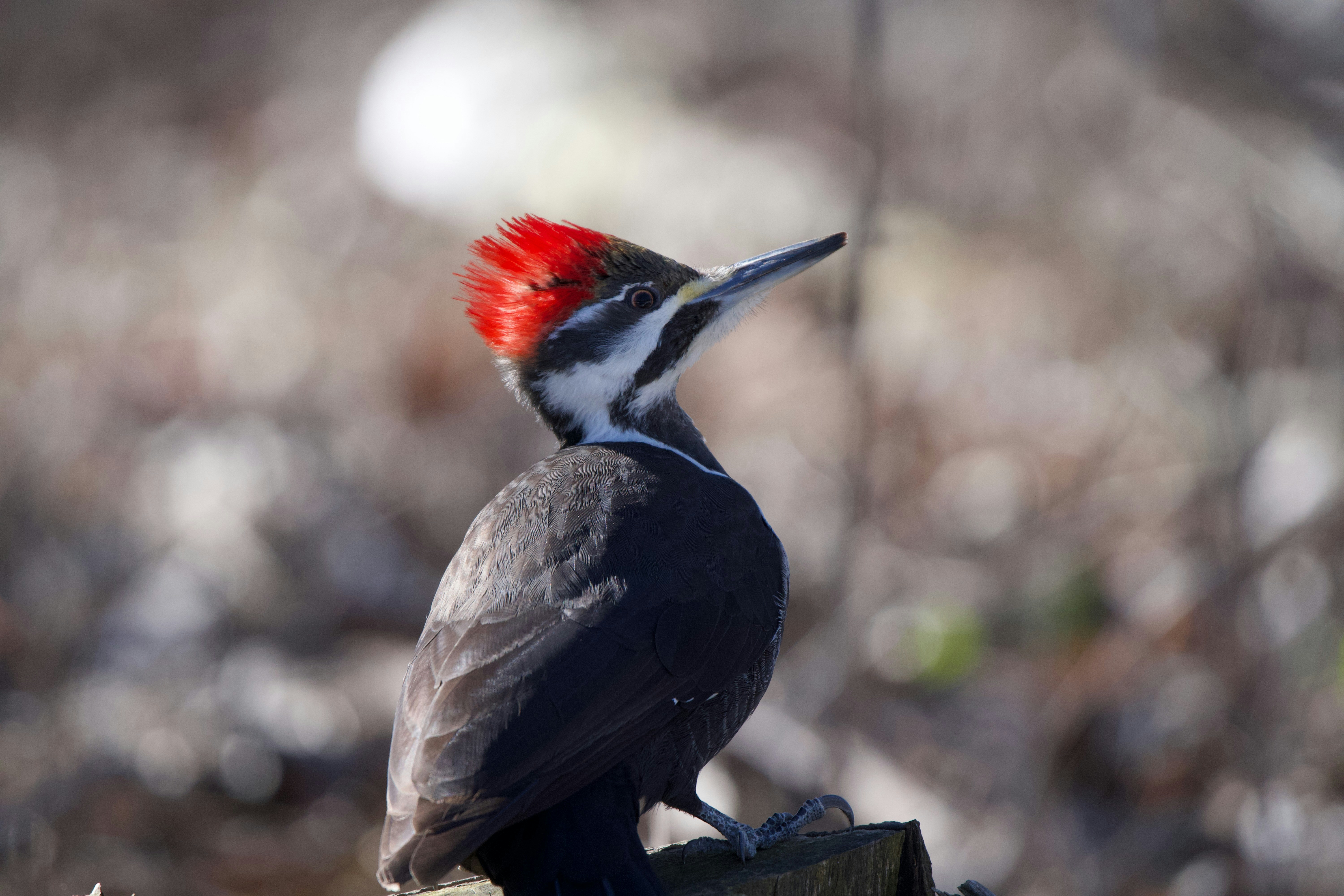 Red-crested Woodpecker Perches in Sunlit Foliage