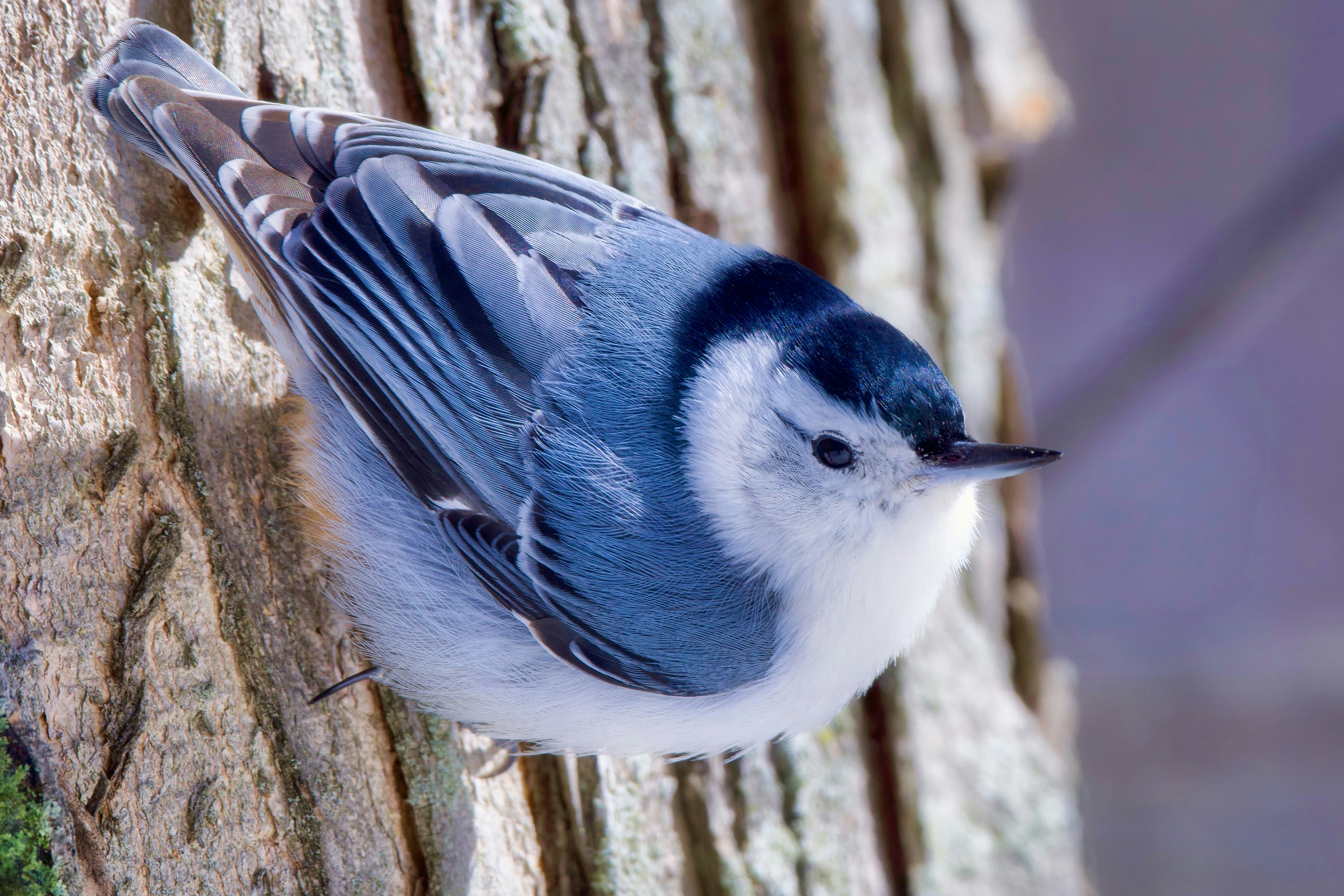 Azure Crest on Bark: A Blue Tit Clinging Mid-Tree Trunk