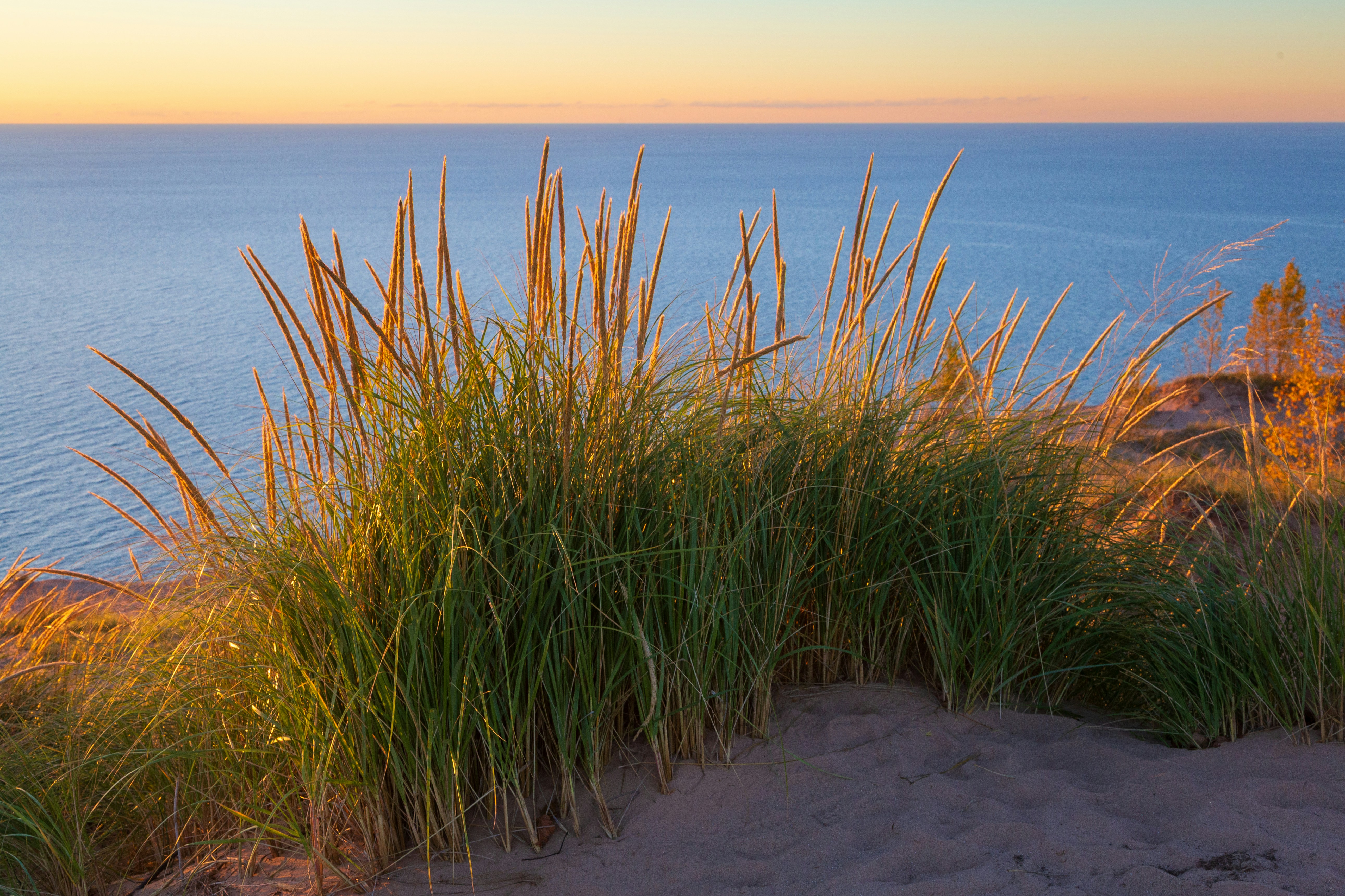 Dune Grasses at Sunset Over a Calm Sea