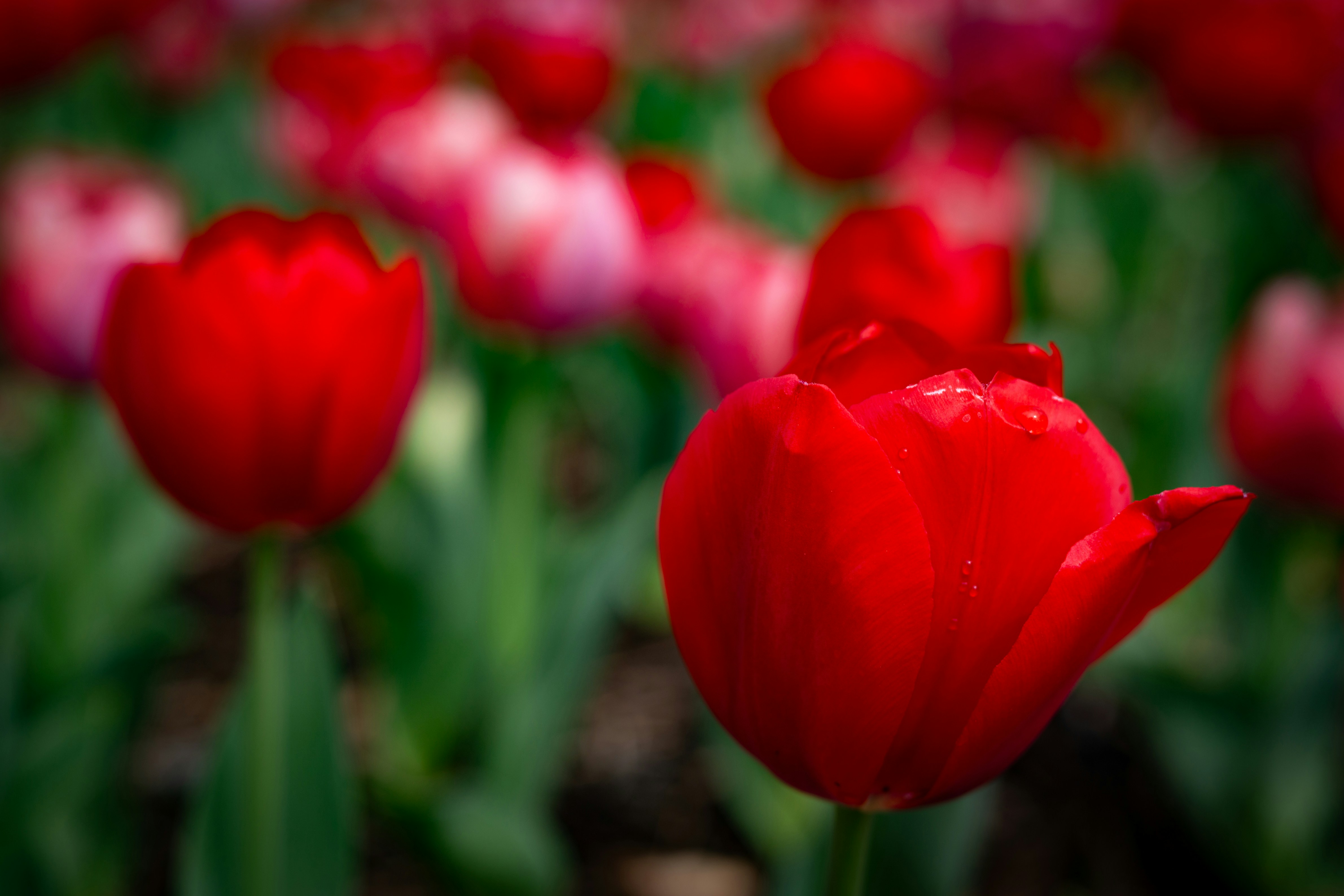 Crimson Tulip in Soft Focus Garden Focus
