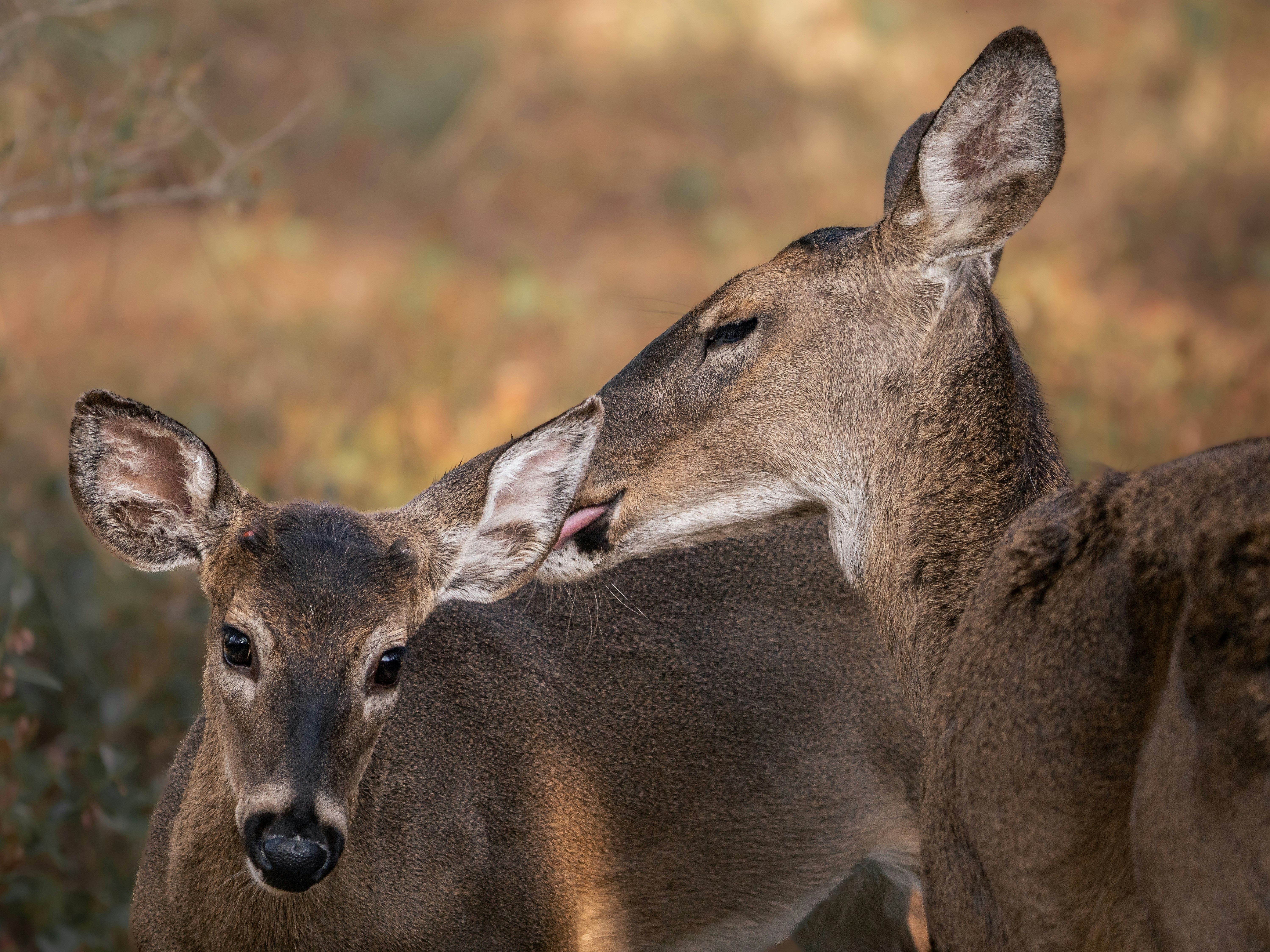 Close Encounter: Twin Antlers, Shared Whisper