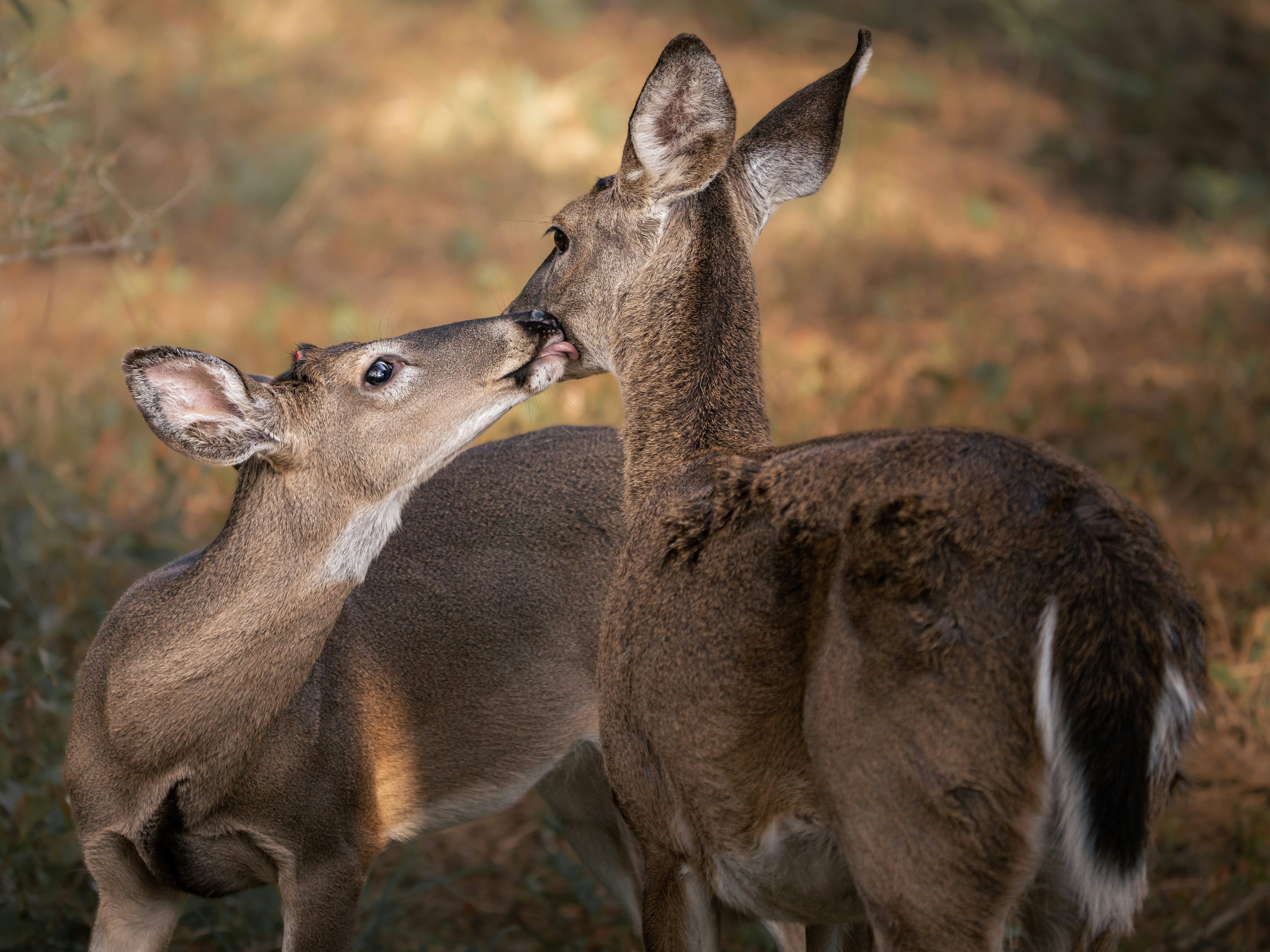 Tender Nudge: A Pair of Deer Share a Moment in Warm Light