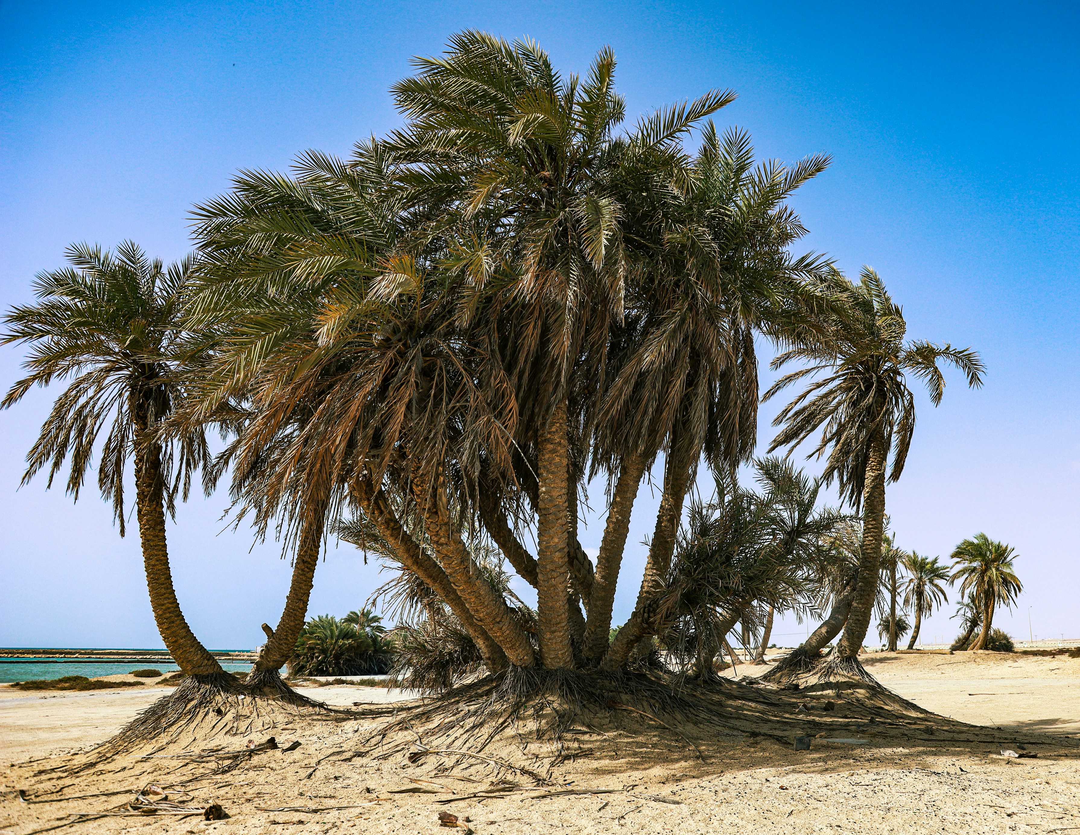 Shaded Oasis: A Cluster of Palm Trunks in Deserted Beach Sand