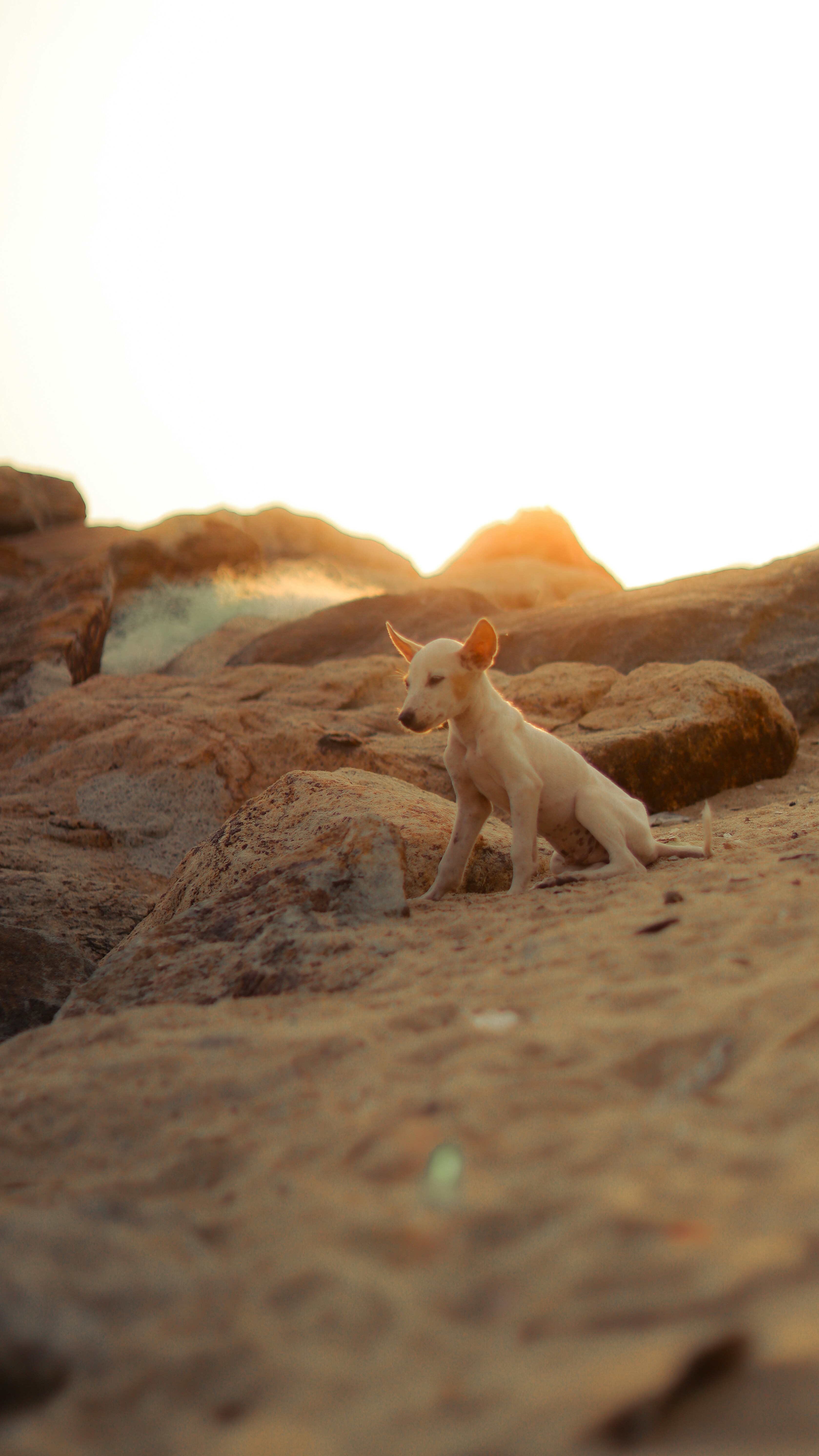 Puppy on Sunset Ridge