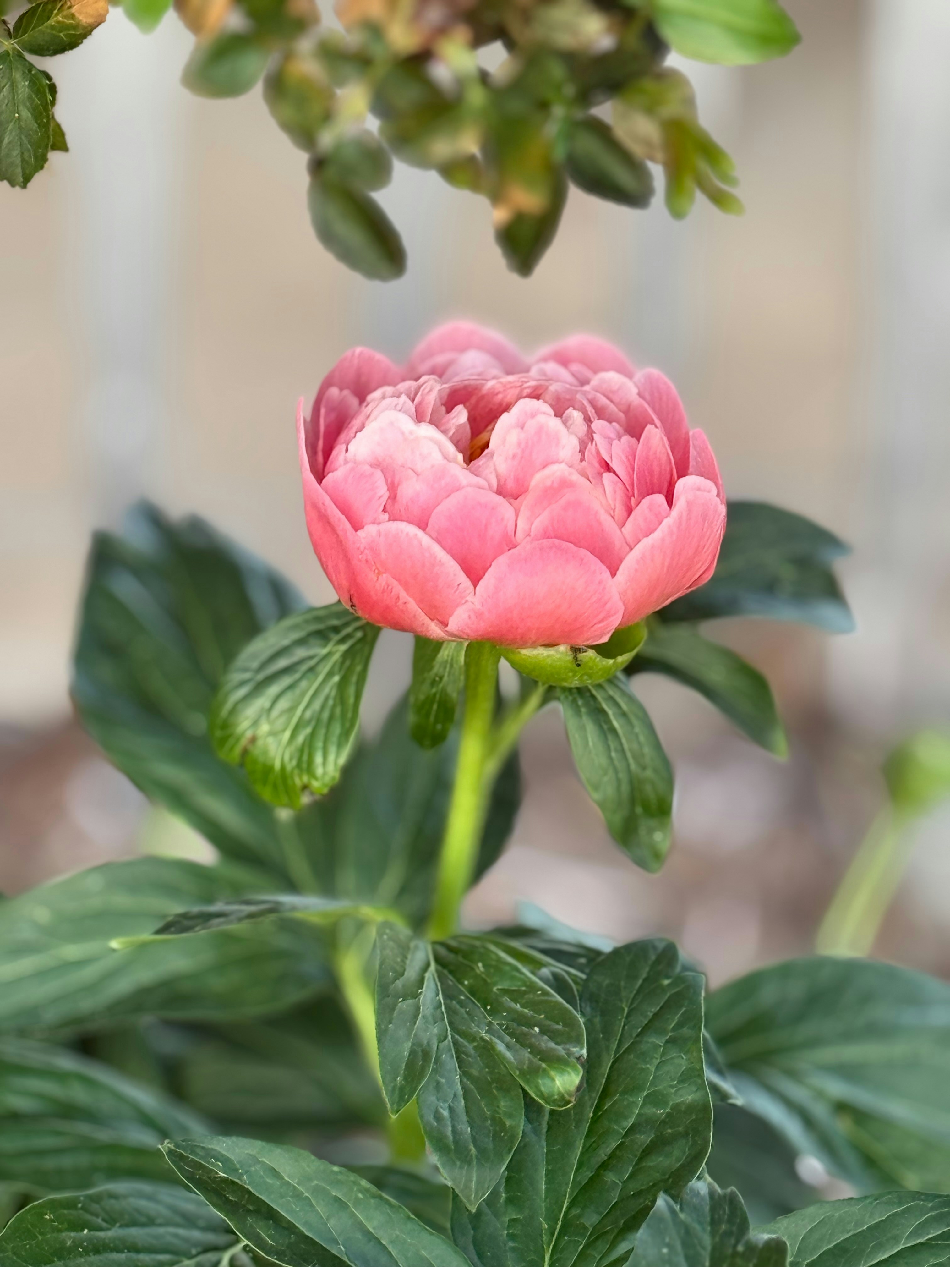 Soft-Pink Peony in Focus Amid Greenery