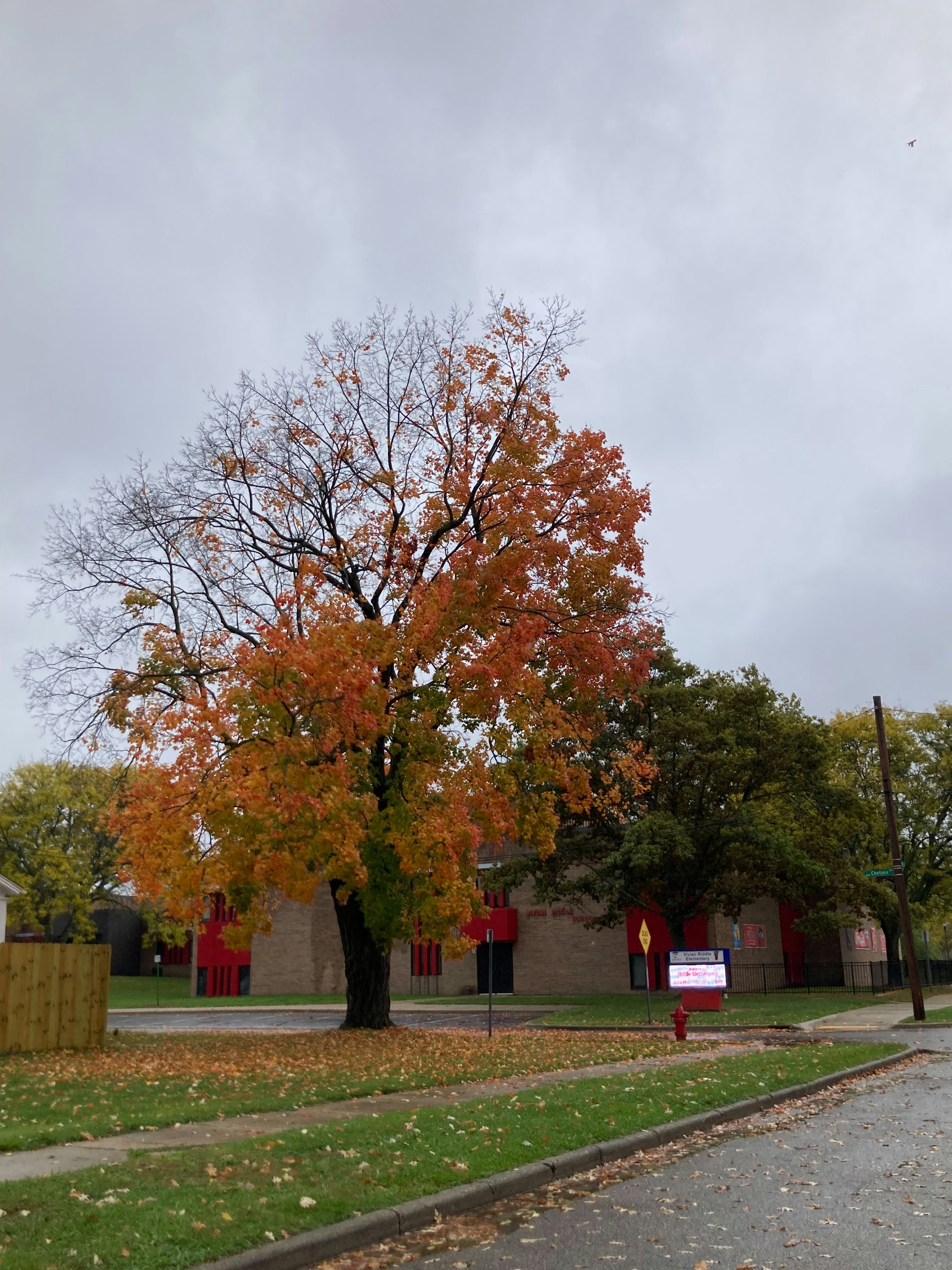 Autumn Vignette Under an Overcast Sky