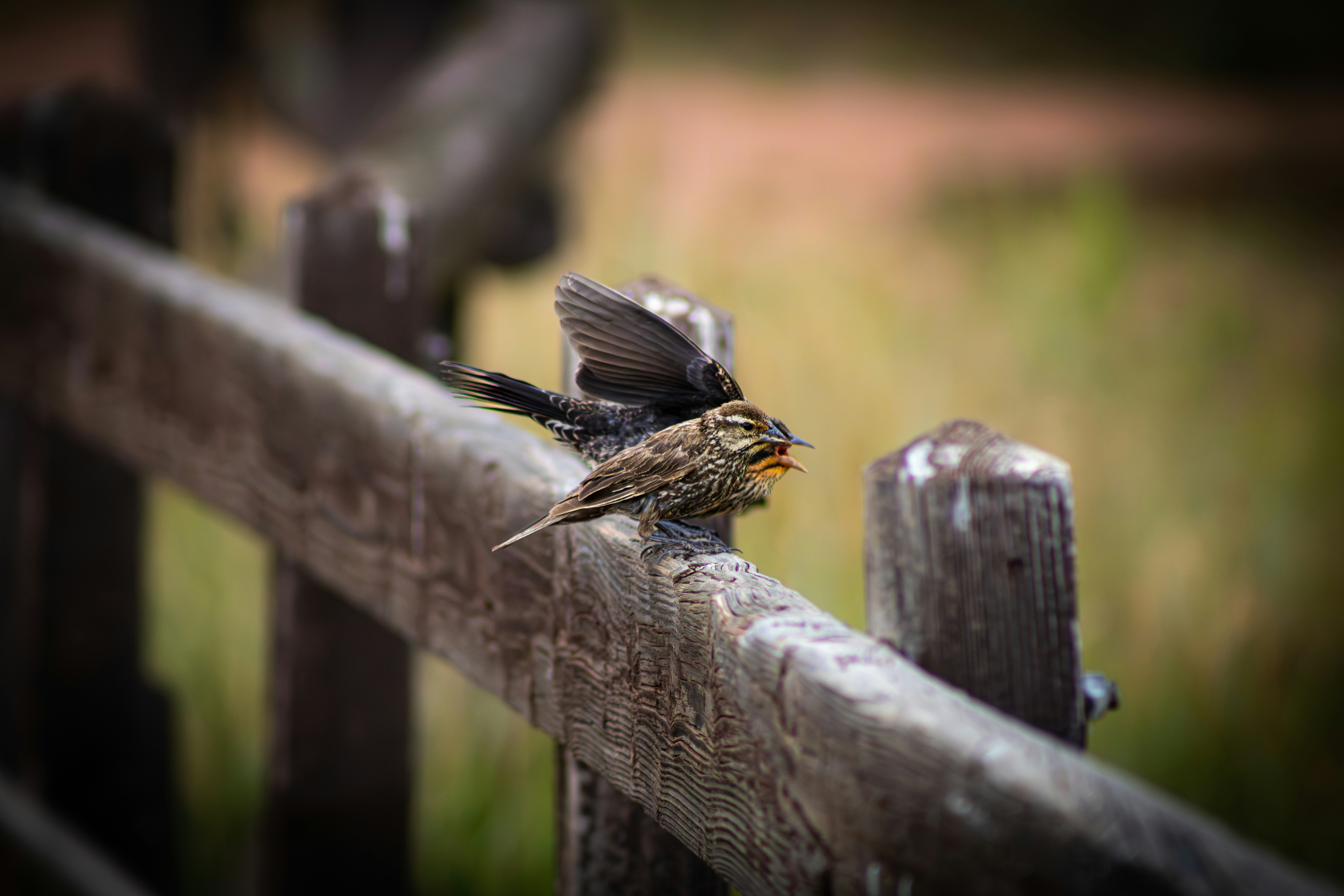 Yellow-bellied Warbler Perched on a Weathered Fence, Bursting with Color