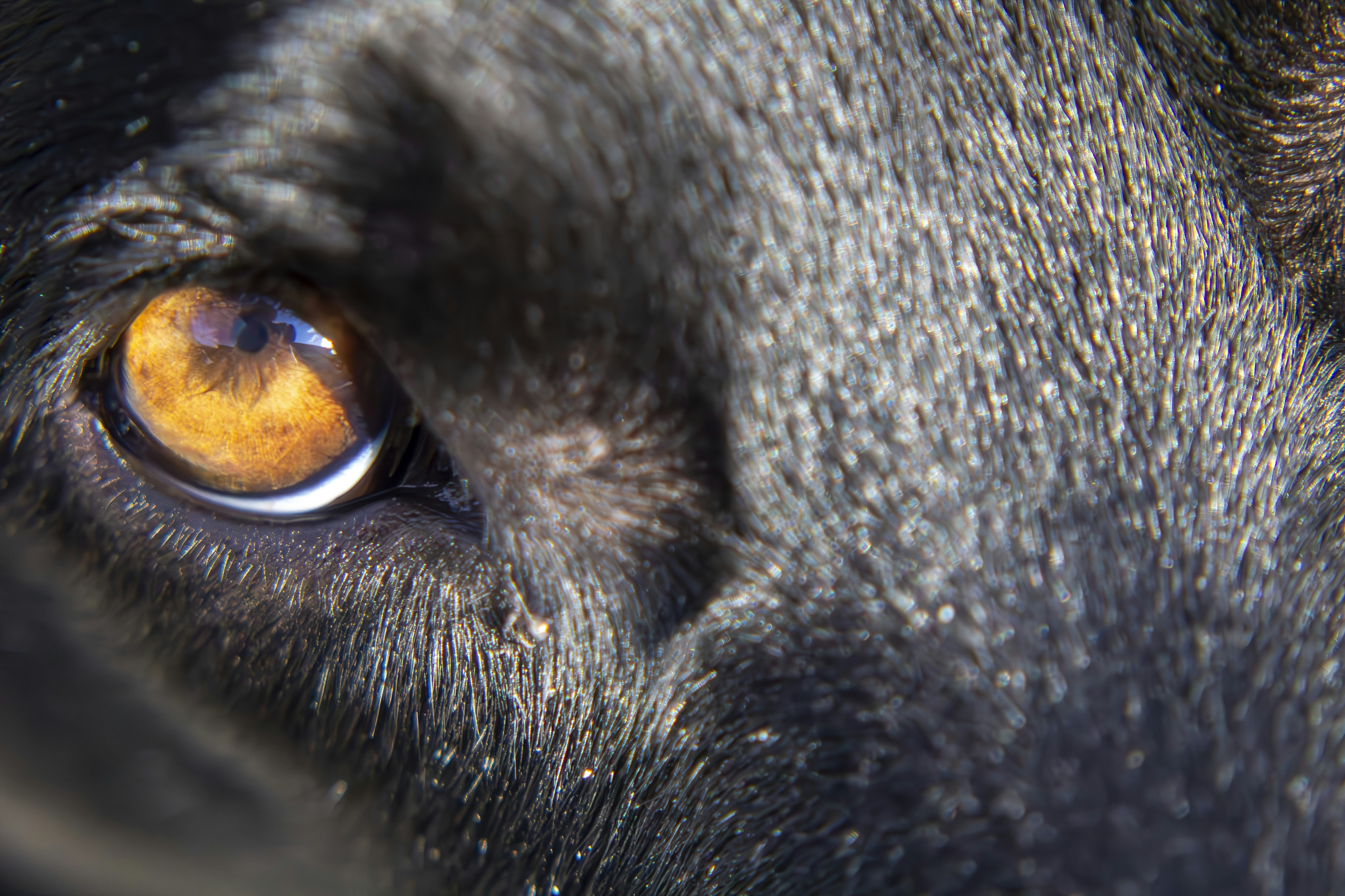 The Observer's Gaze: Close-Up of a Golden-Eyed Black Dog